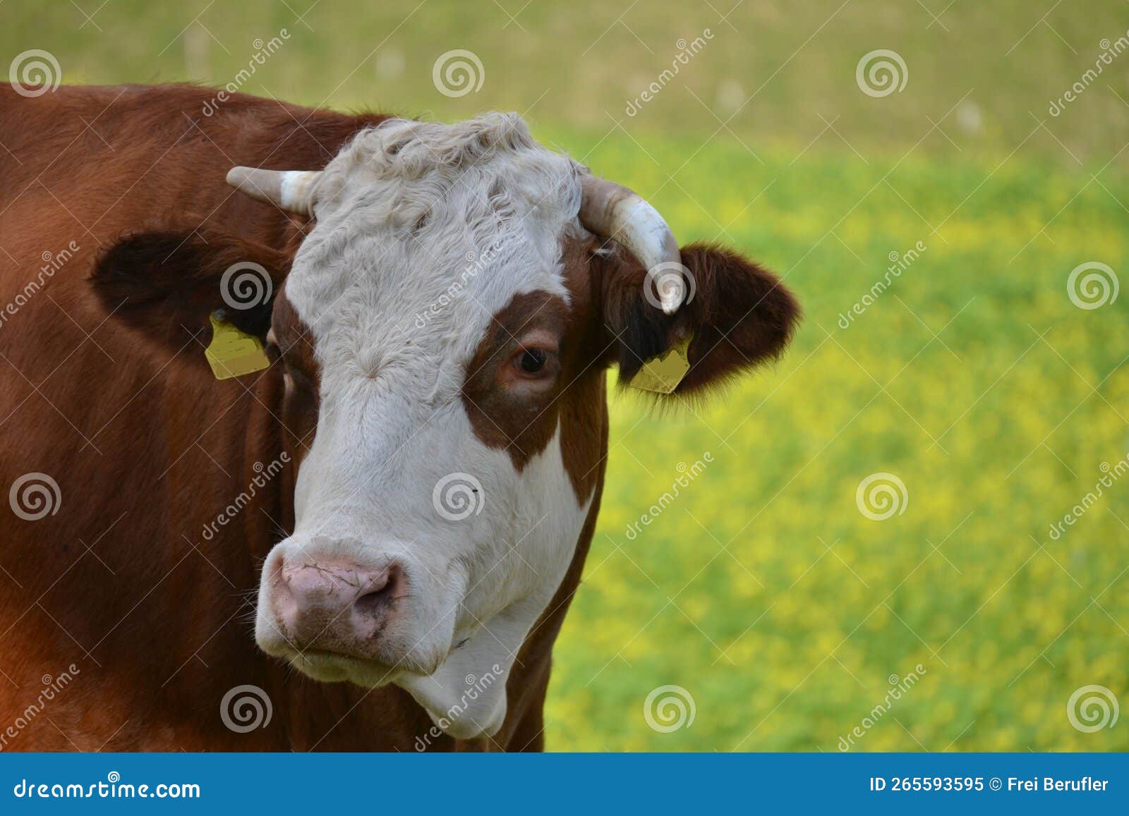 An Ox on the Field, One Horn Forward, One Horn Backward Stock Image ...