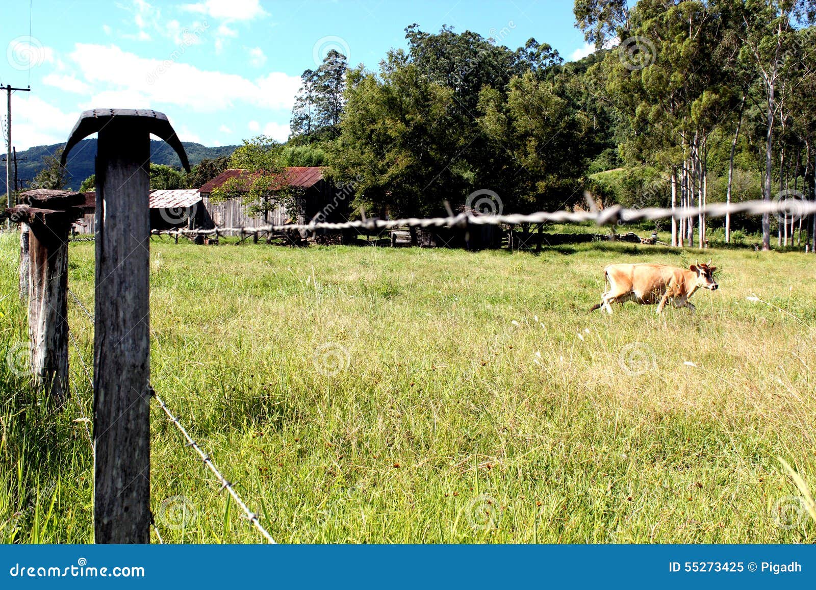 Ox in the field stock image. Image of brazil, fruit, work - 55273425