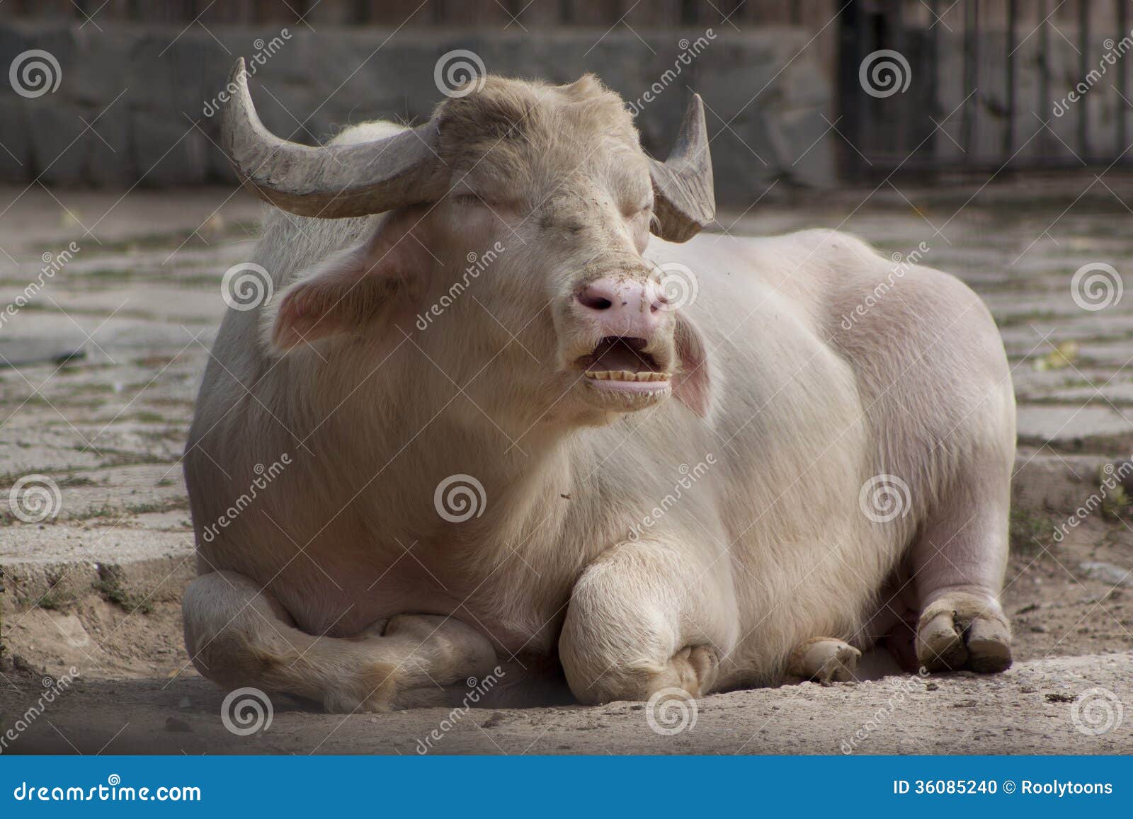 Ox stock photo. Image of resting, cattle, teeth, white - 36085240