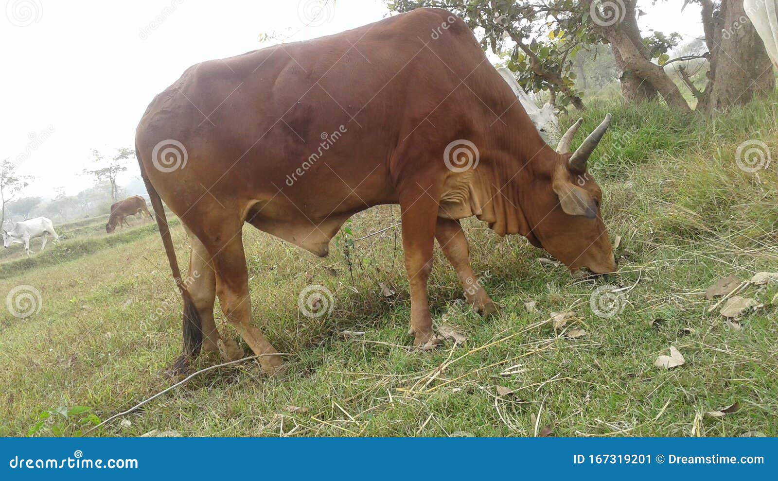 A ox is gazing in a field stock image. Image of field - 167319201