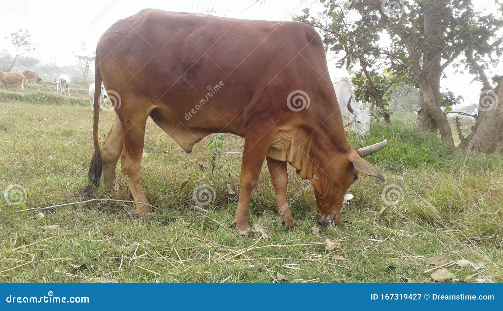 A ox is gazing in a field stock image. Image of forest - 167319427