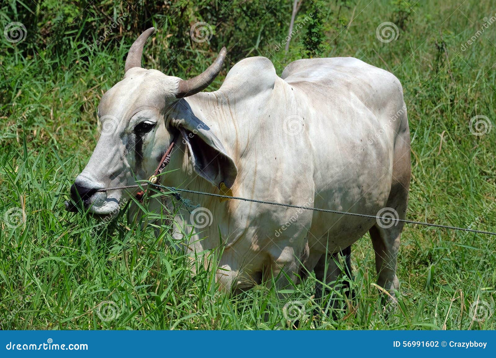 Ox in the grassland stock photo. Image of bull, horn - 56991602