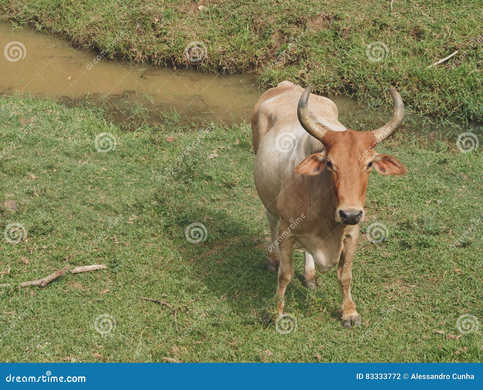 Ox grazing on the farm stock photo. Image of grazing - 83333772