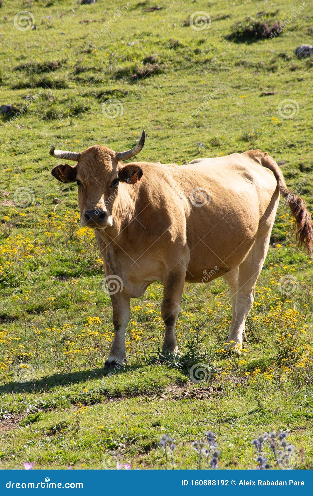 Ox grazing in the fields stock photo. Image of group - 160888192