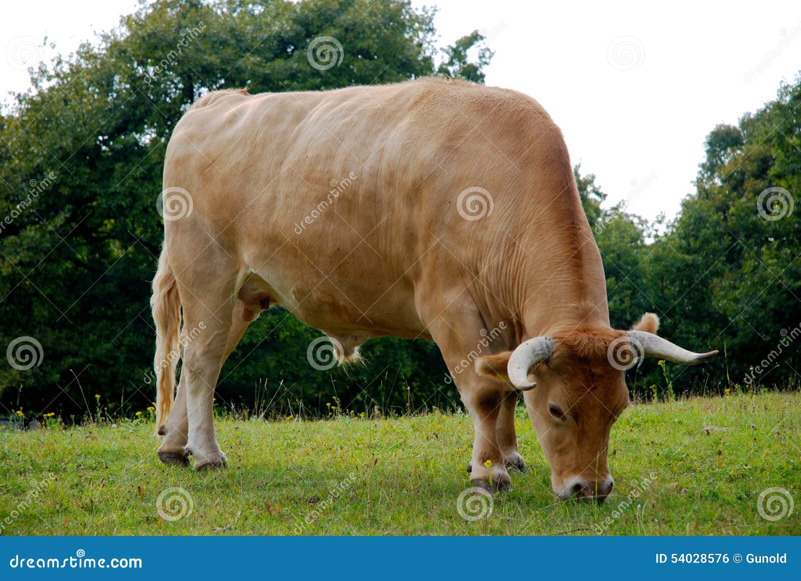 Ox stock photo. Image of farmland, green, farm, nature - 54028576