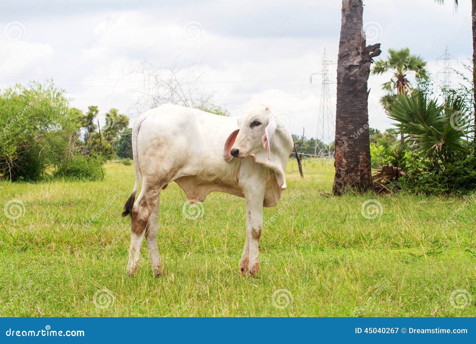 Ox Green Summer Meadow Stock Images - Download 657 Royalty Free Photos