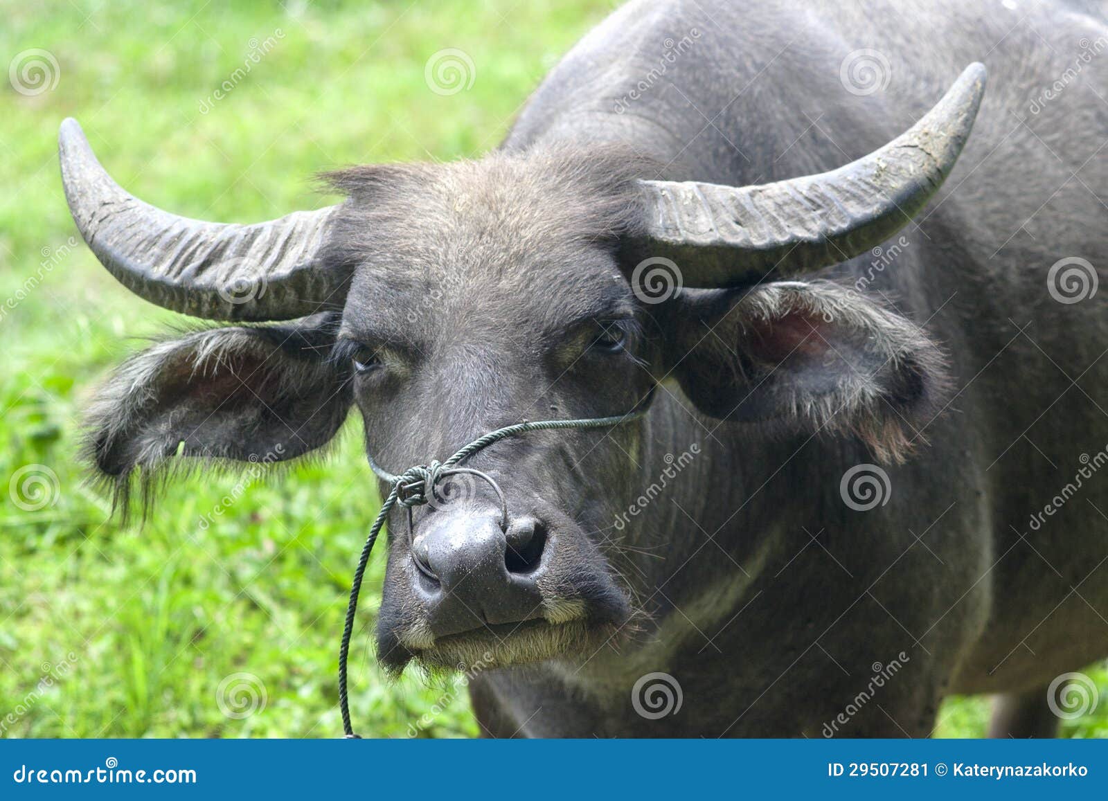 Ox head home a close-up stock image. Image of mature - 29507281