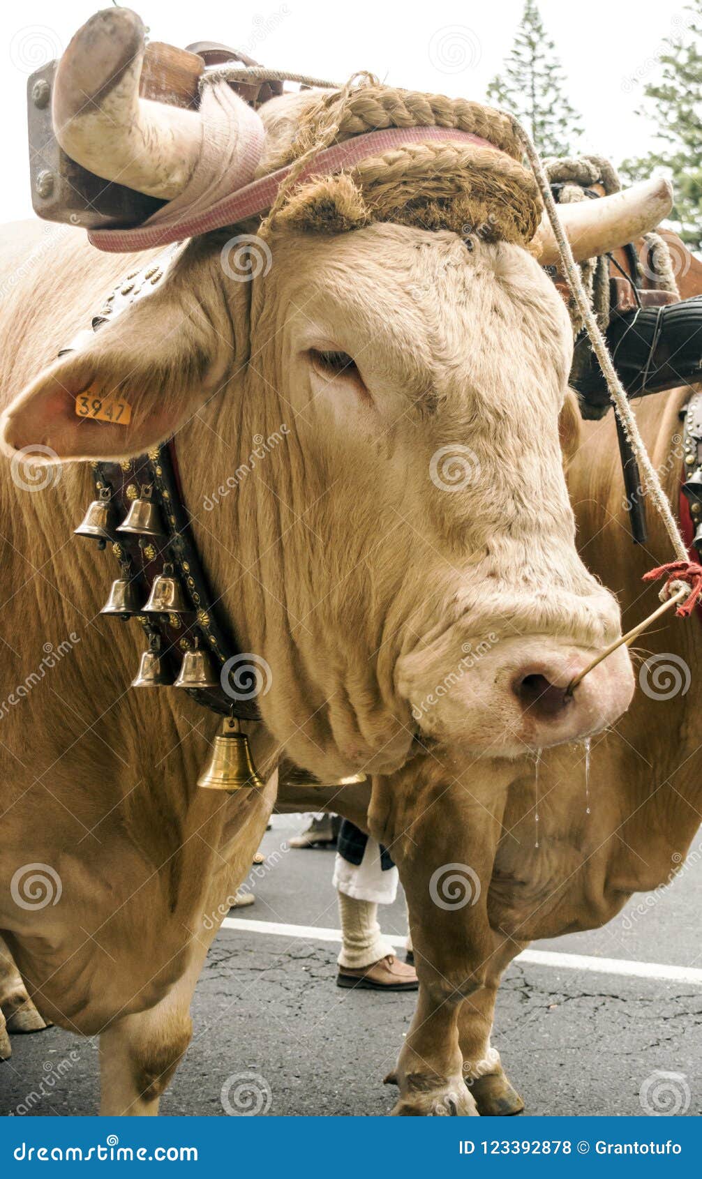 Ox head stock photo. Image of masculine, horn, calf - 123392878