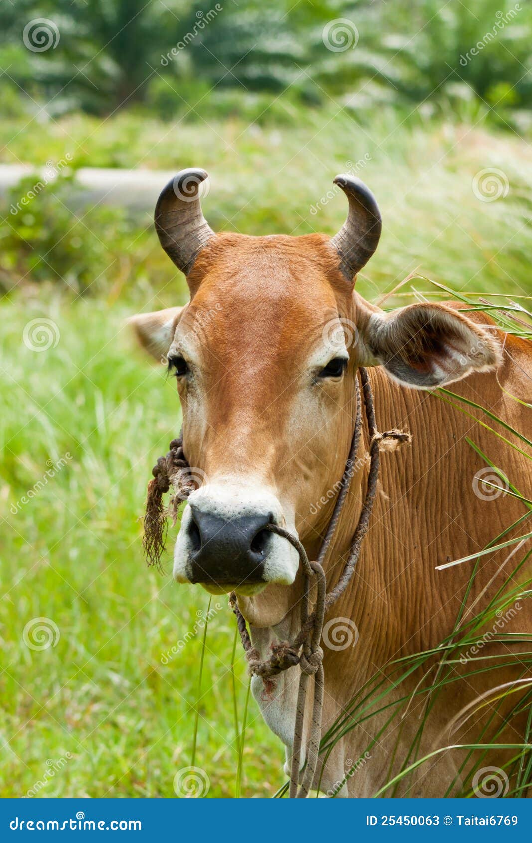 The Ox looking stock image. Image of grass, calf, asia - 25450063