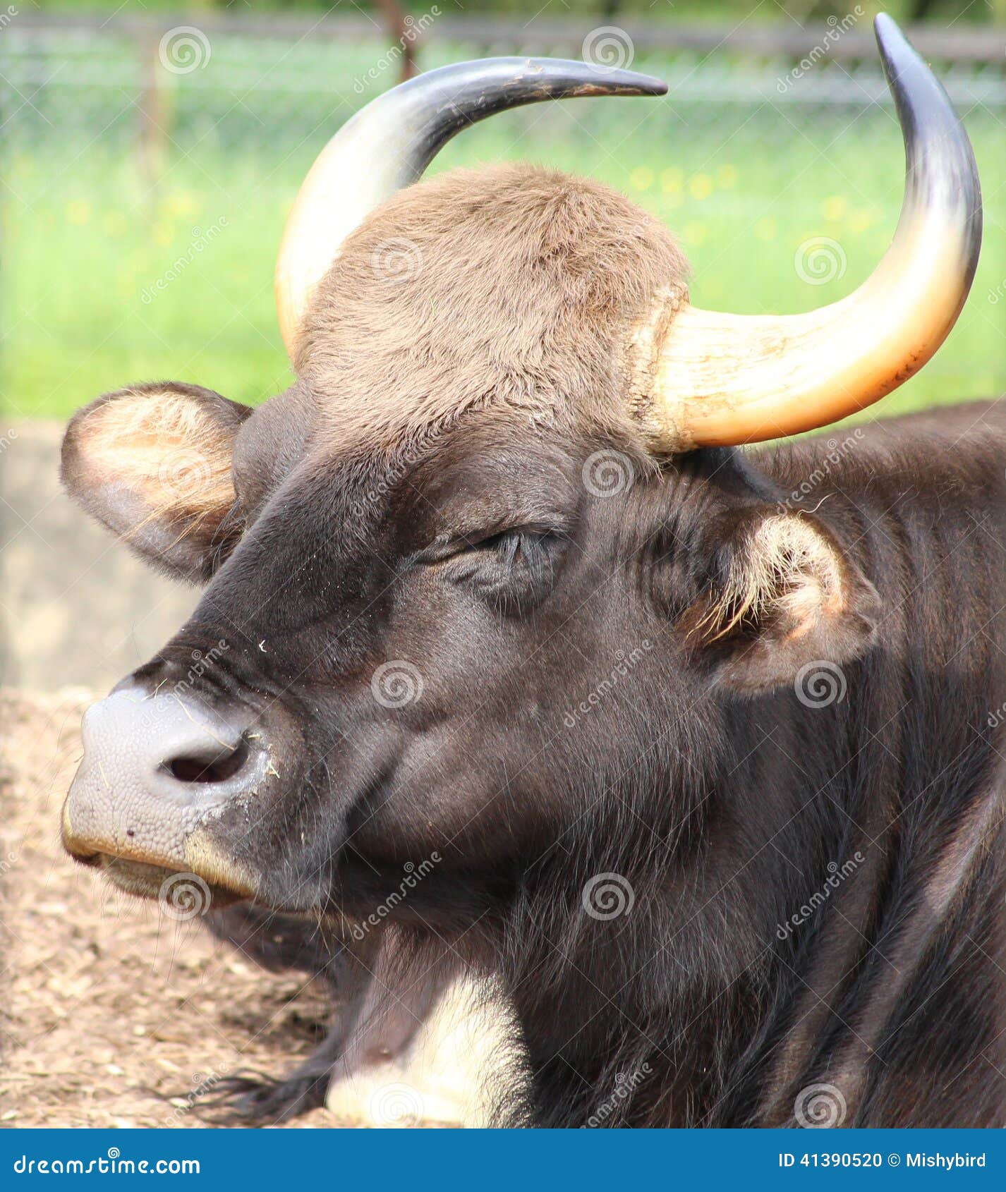 An Ox stock photo. Image of lying, horns, nose, bull - 41390520