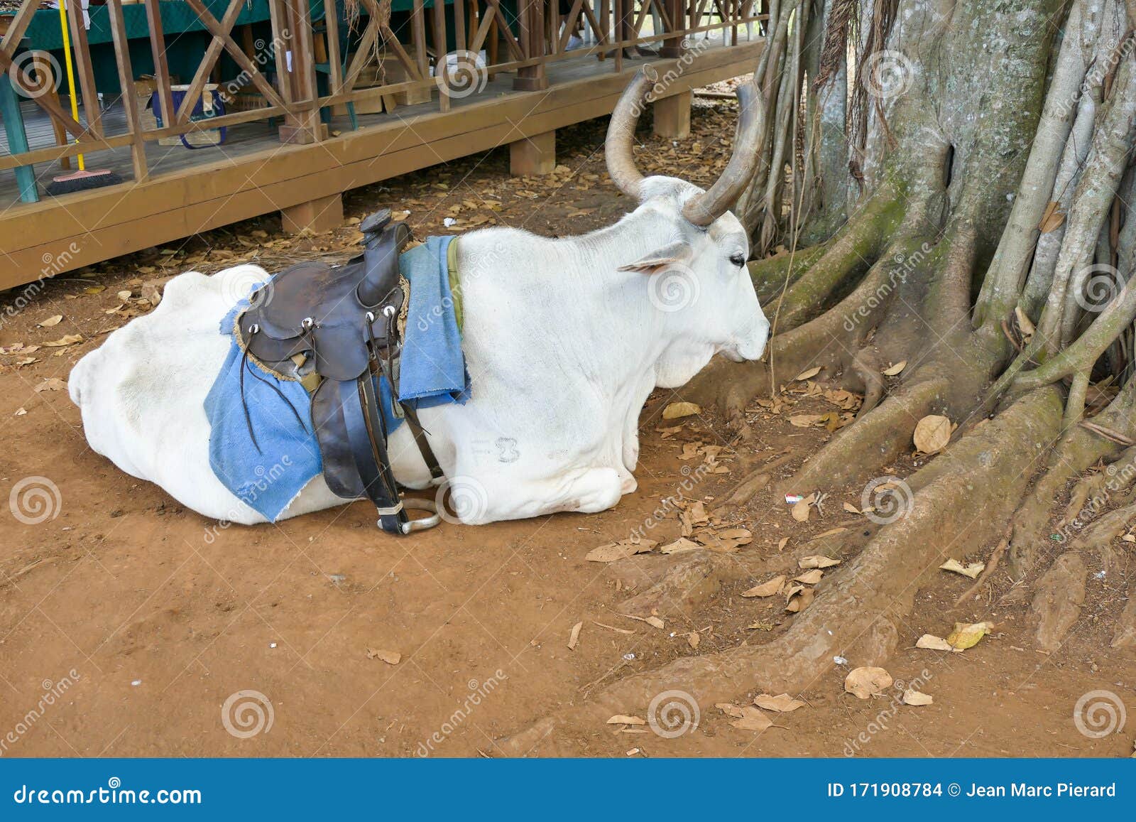 Beef with a Saddle on the Back in the Vinales Region of Cuba Editorial ...