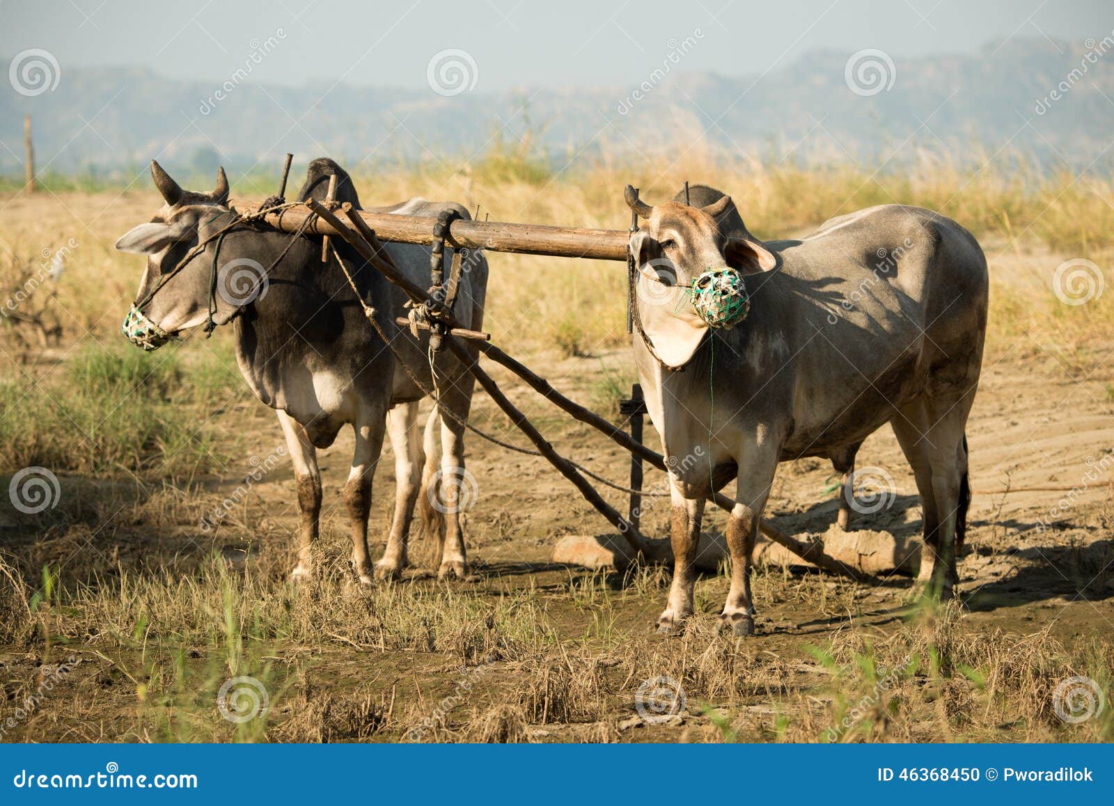 Ox in Myanmar stock photo. Image of burma, asian, field - 46368450