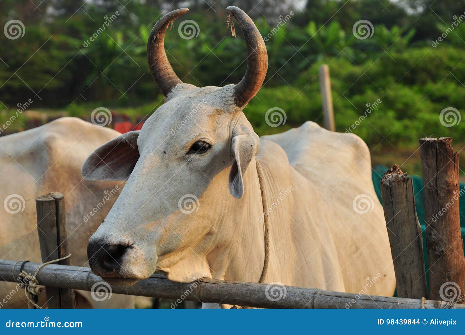 Ox with nice horn stock photo. Image of bamboo, yard - 98439844