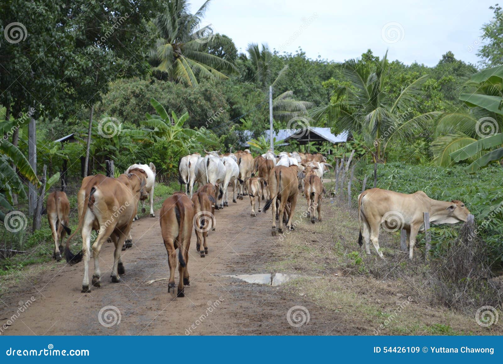 Ox stock image. Image of cows, oxen, cowboys, bull, cattle - 54426109