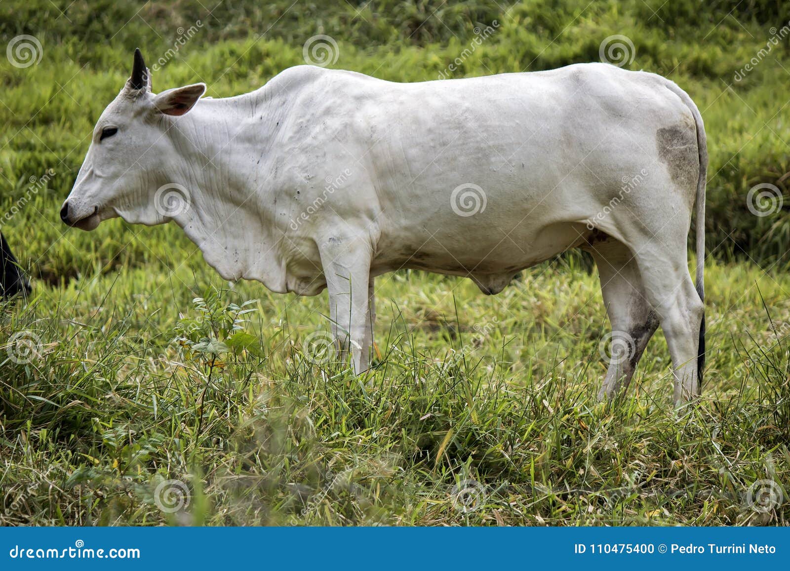 Ox in the Pasture in Side View Stock Photo - Image of licking, adult ...