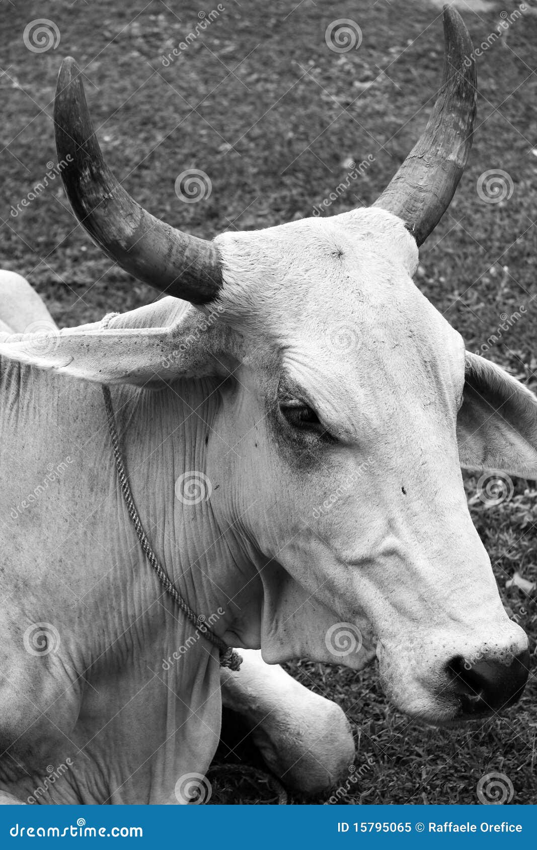 Ox portrait stock image. Image of horn, face, portrait - 15795065