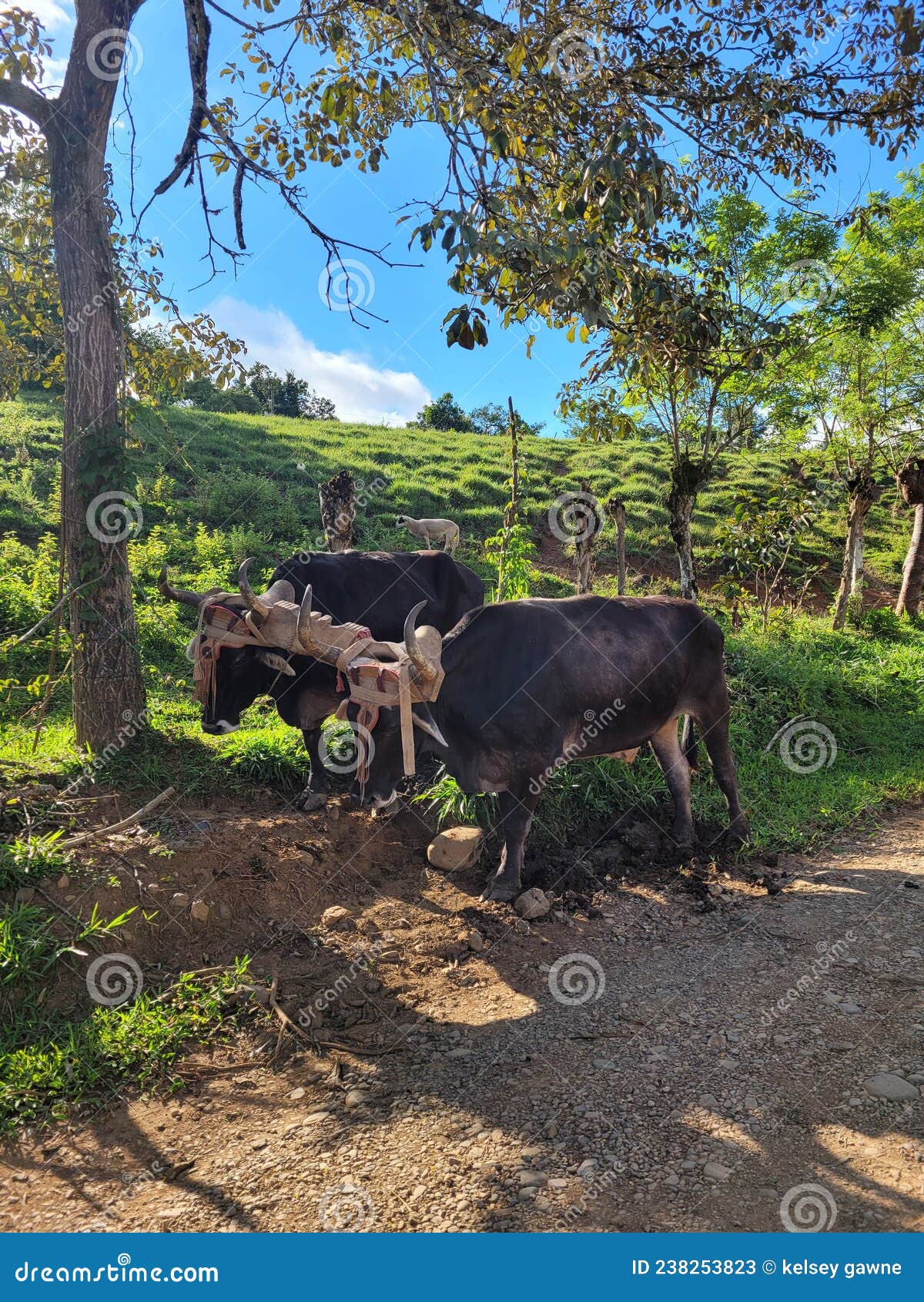 Ox pulling plow stock image. Image of pulling, mammal - 238253823
