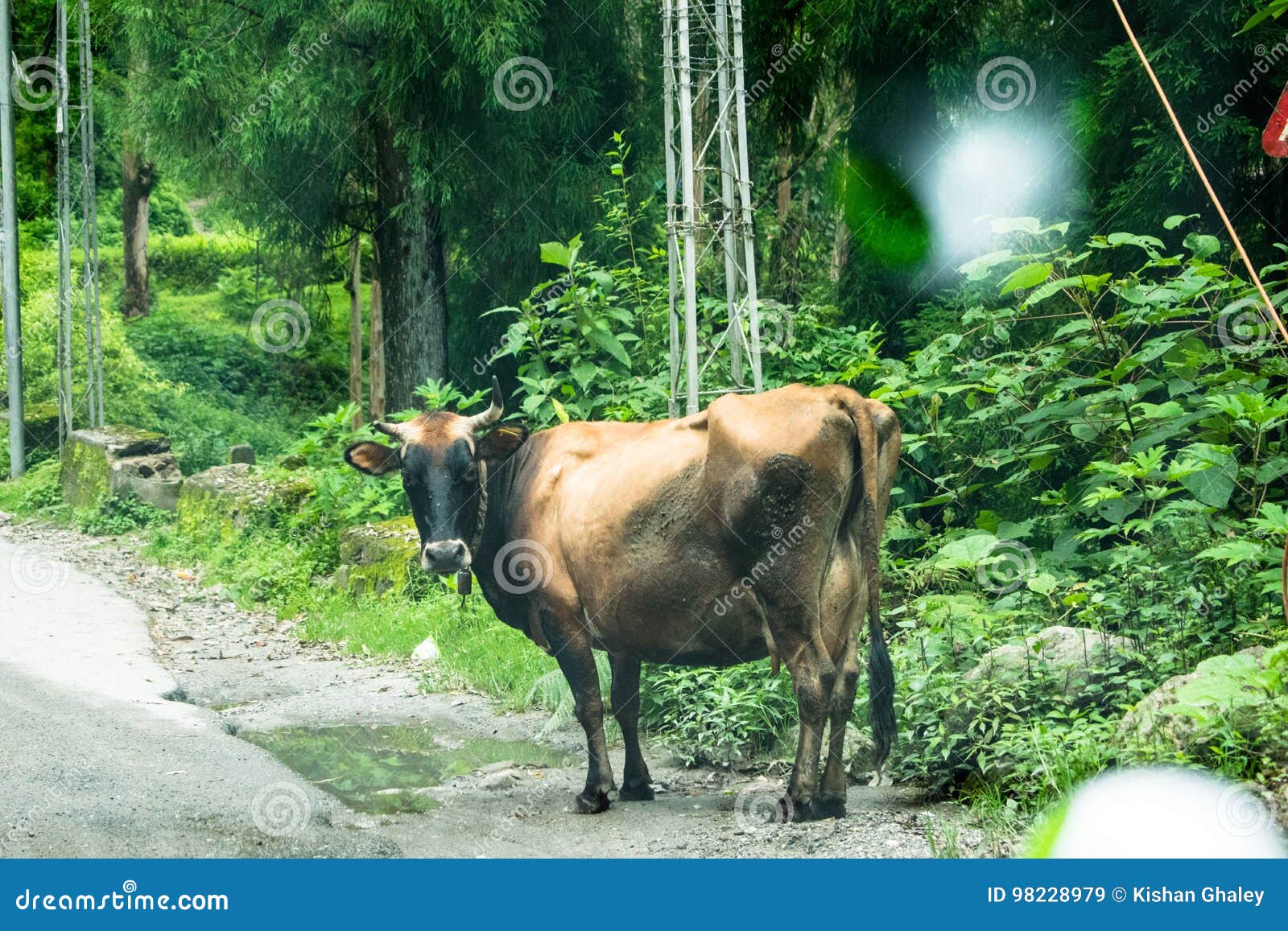 Ox stock image. Image of primitive, power, cattle, farm - 98228979