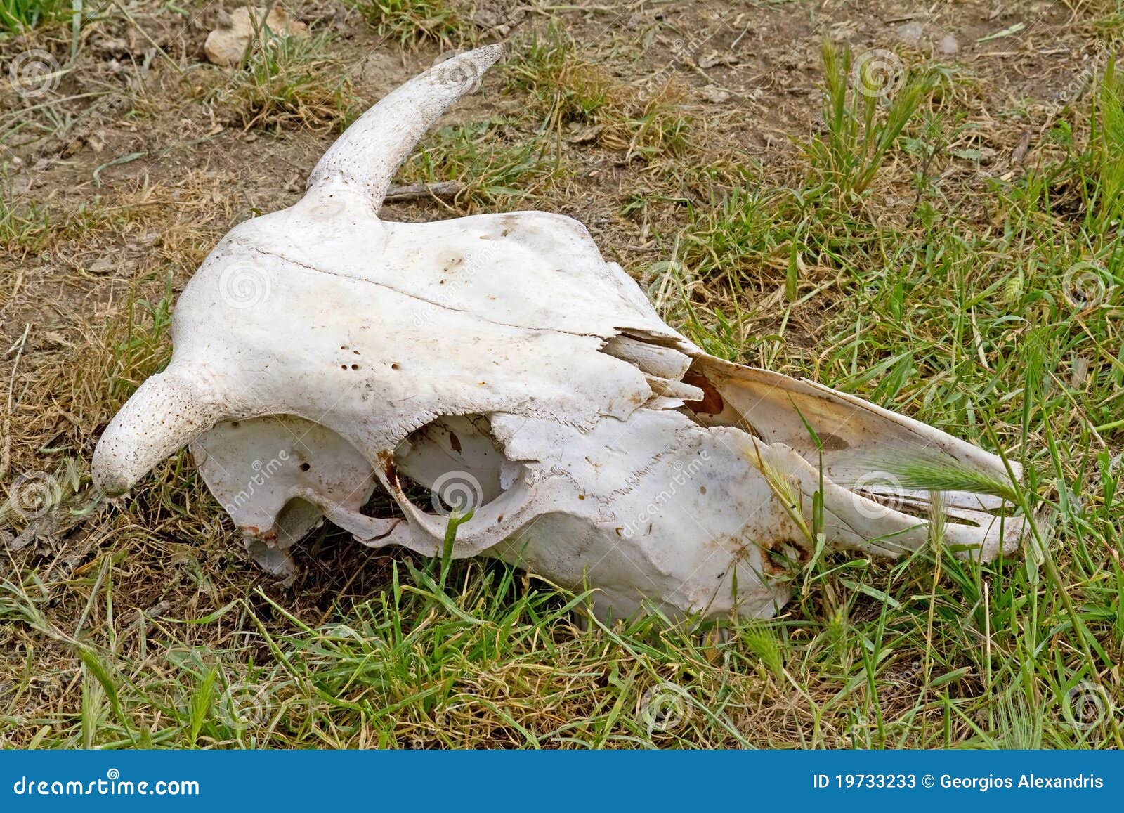 Ox Skull stock image. Image of bones, bone, bull, skull - 19733233