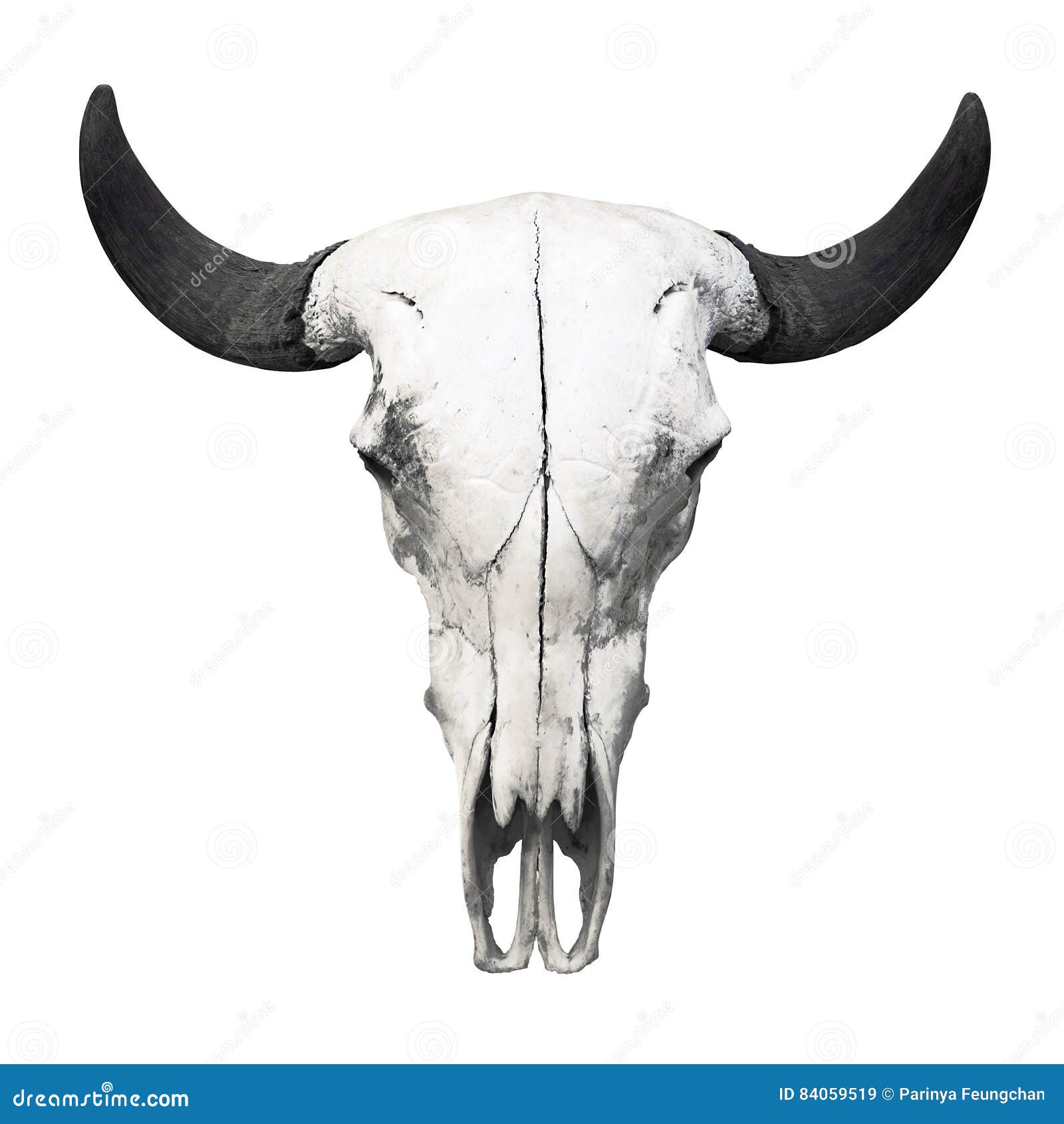 Ox skull isolated on white stock image. Image of dead - 84059519