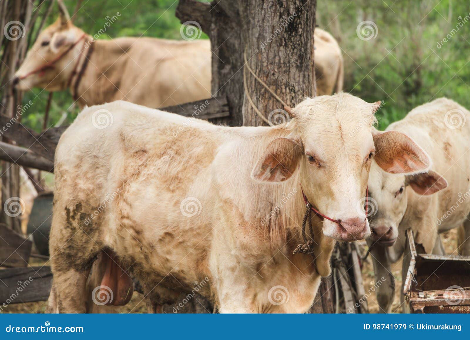 Ox standing front of son stock image. Image of looking - 98741979