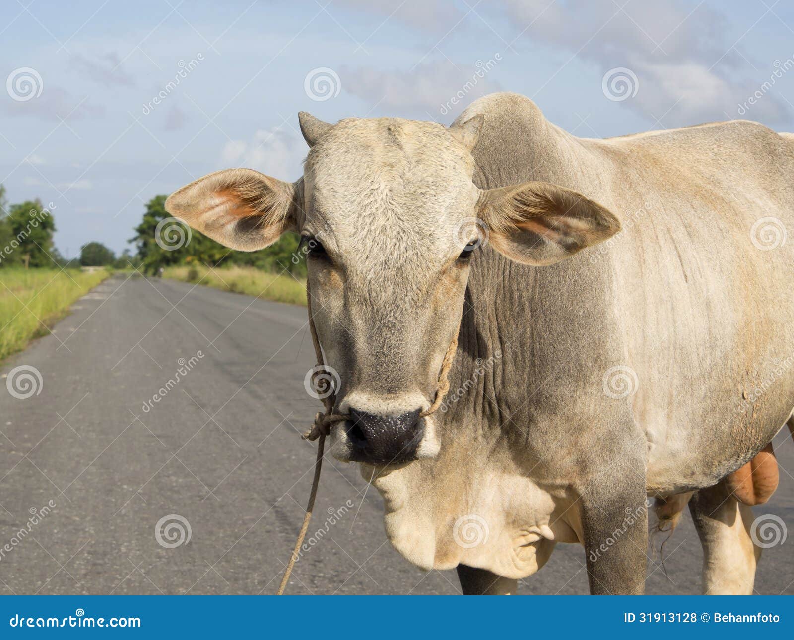 An ox on street stock photo. Image of field, farm, meadow - 31913128