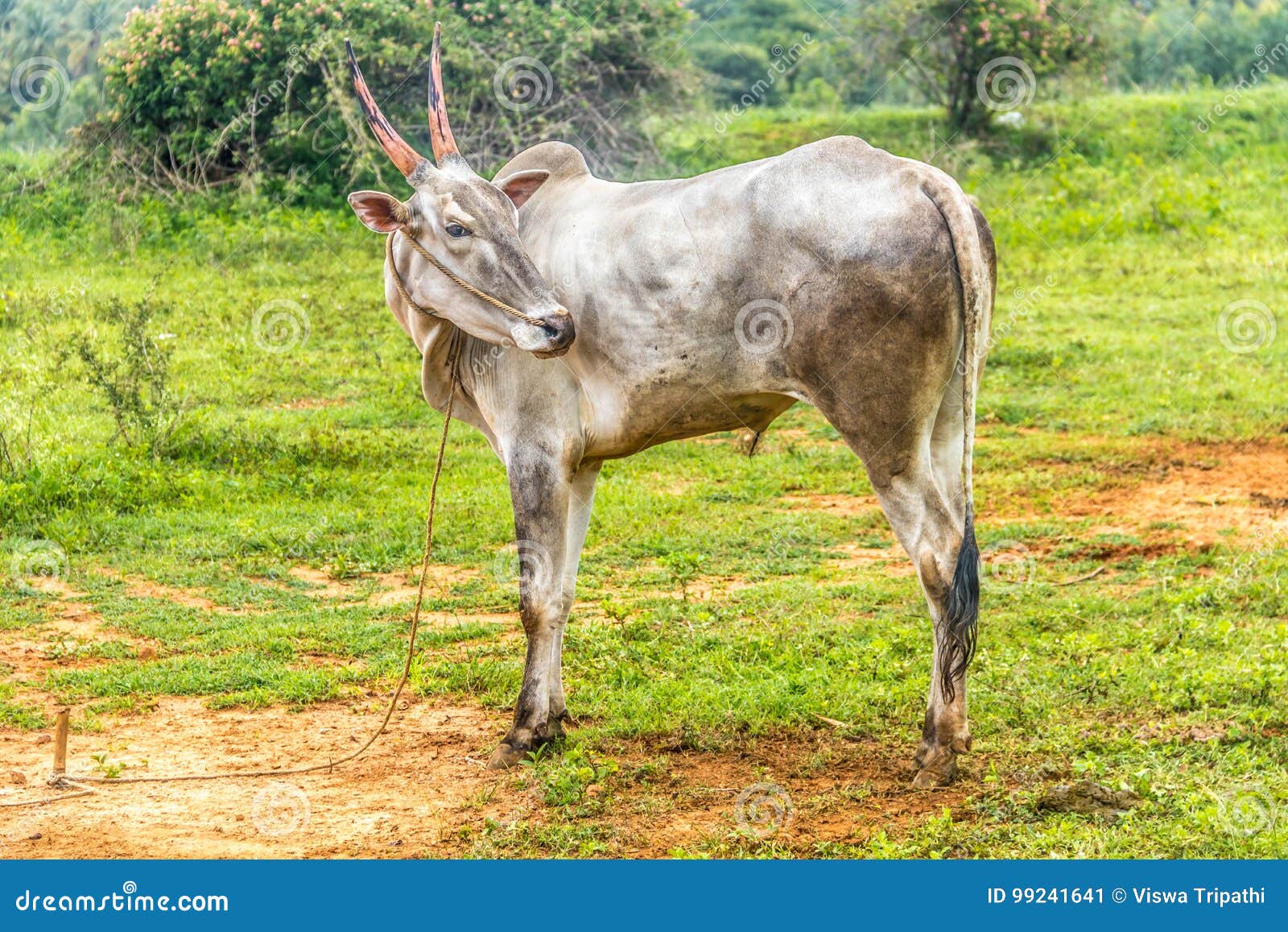 Ox Taking Rest at Its Rest Area Stock Image - Image of mammals, indian ...