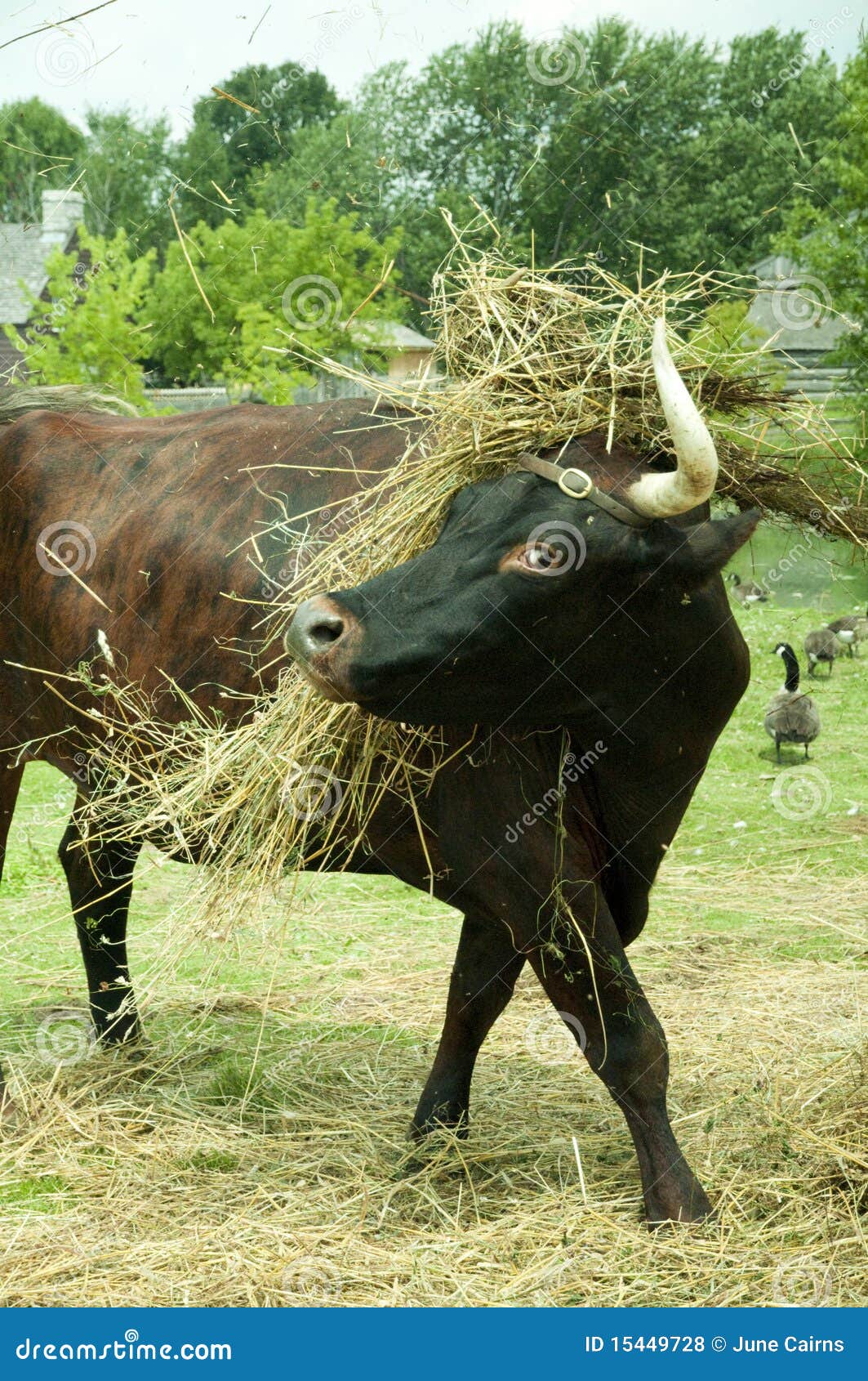 Ox tossing the hay stock photo. Image of grass, oxen - 15449728