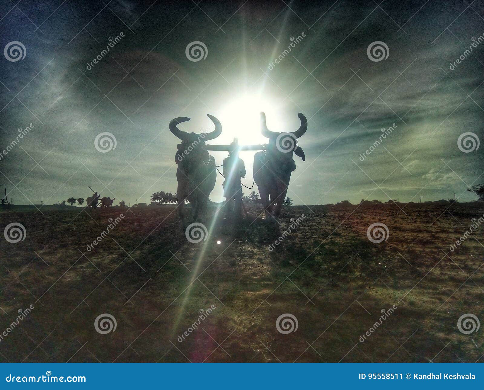 A ox two ox in farm work stock image. Image of farm, hard - 95558511