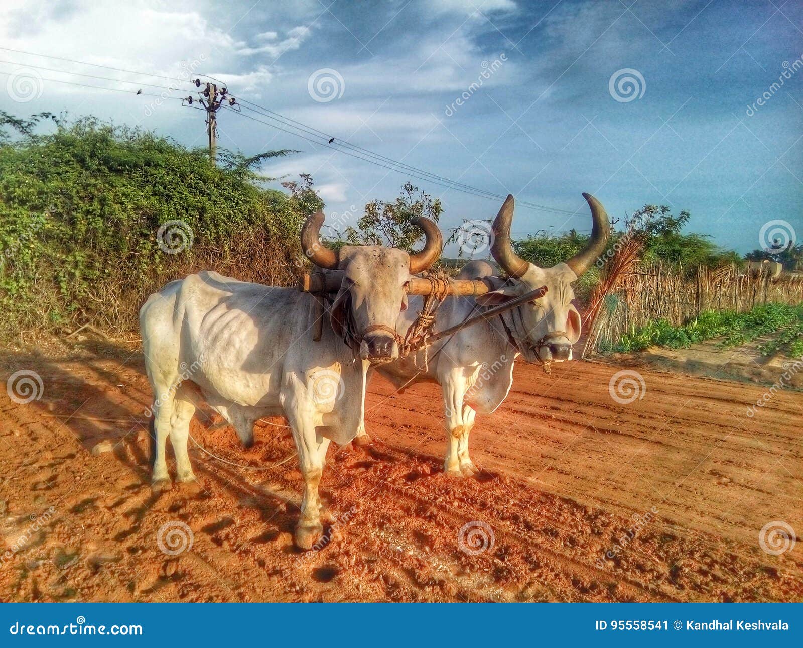 Two ox in farm work stock image. Image of horn, agriculture - 95558541