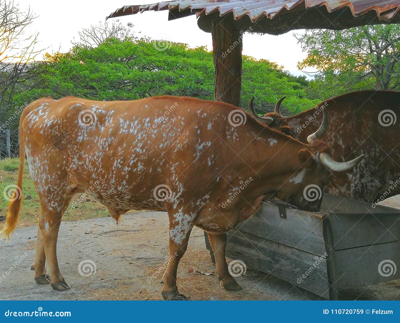 Ox. Used in Agriculture or Pets Stock Image - Image of pets, used ...