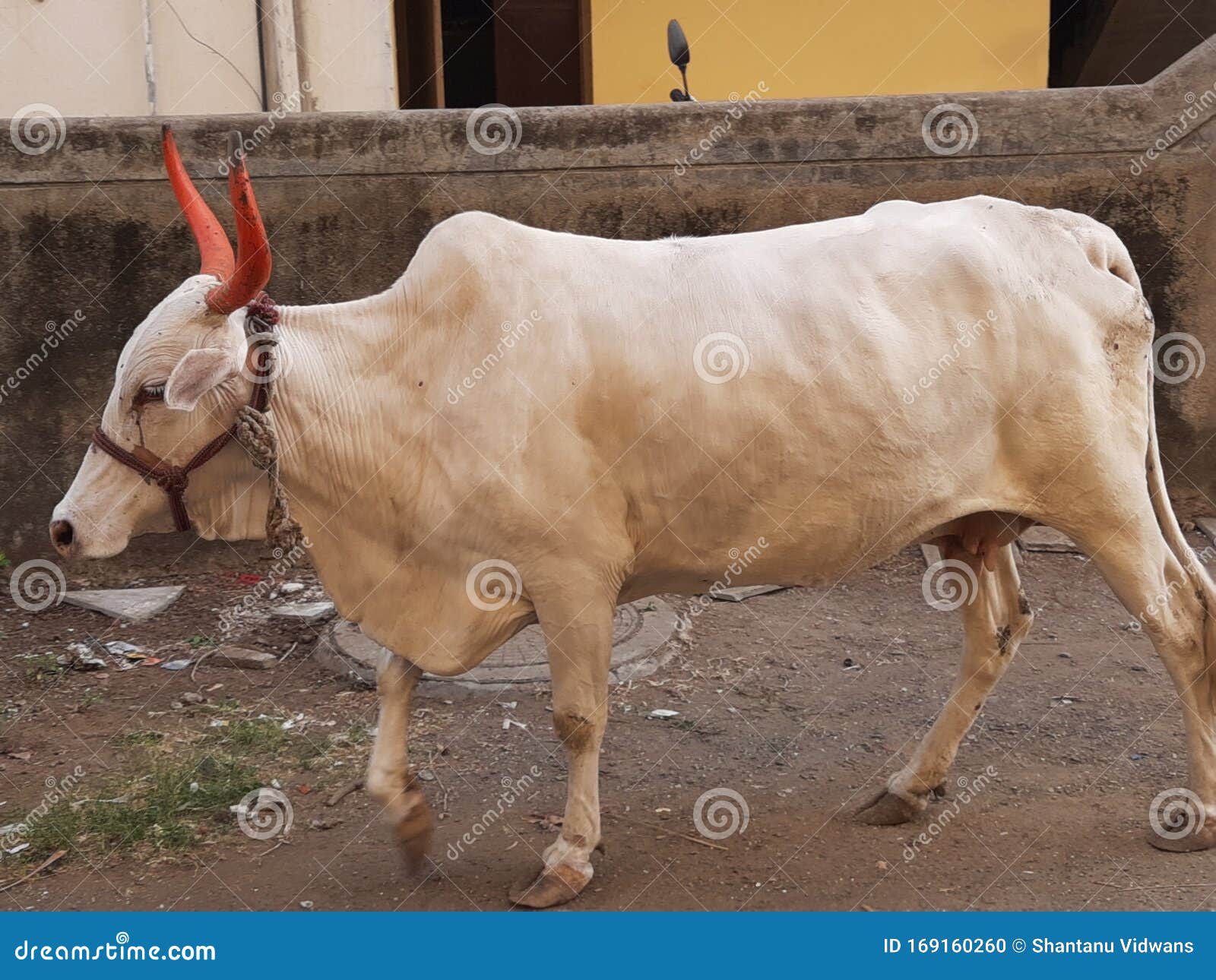 An Ox walking on the road stock photo. Image of pets - 169160260