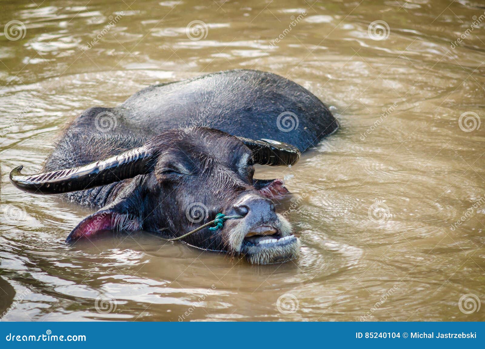 Ox in the water hole stock photo. Image of fauna, outdoors - 85240104