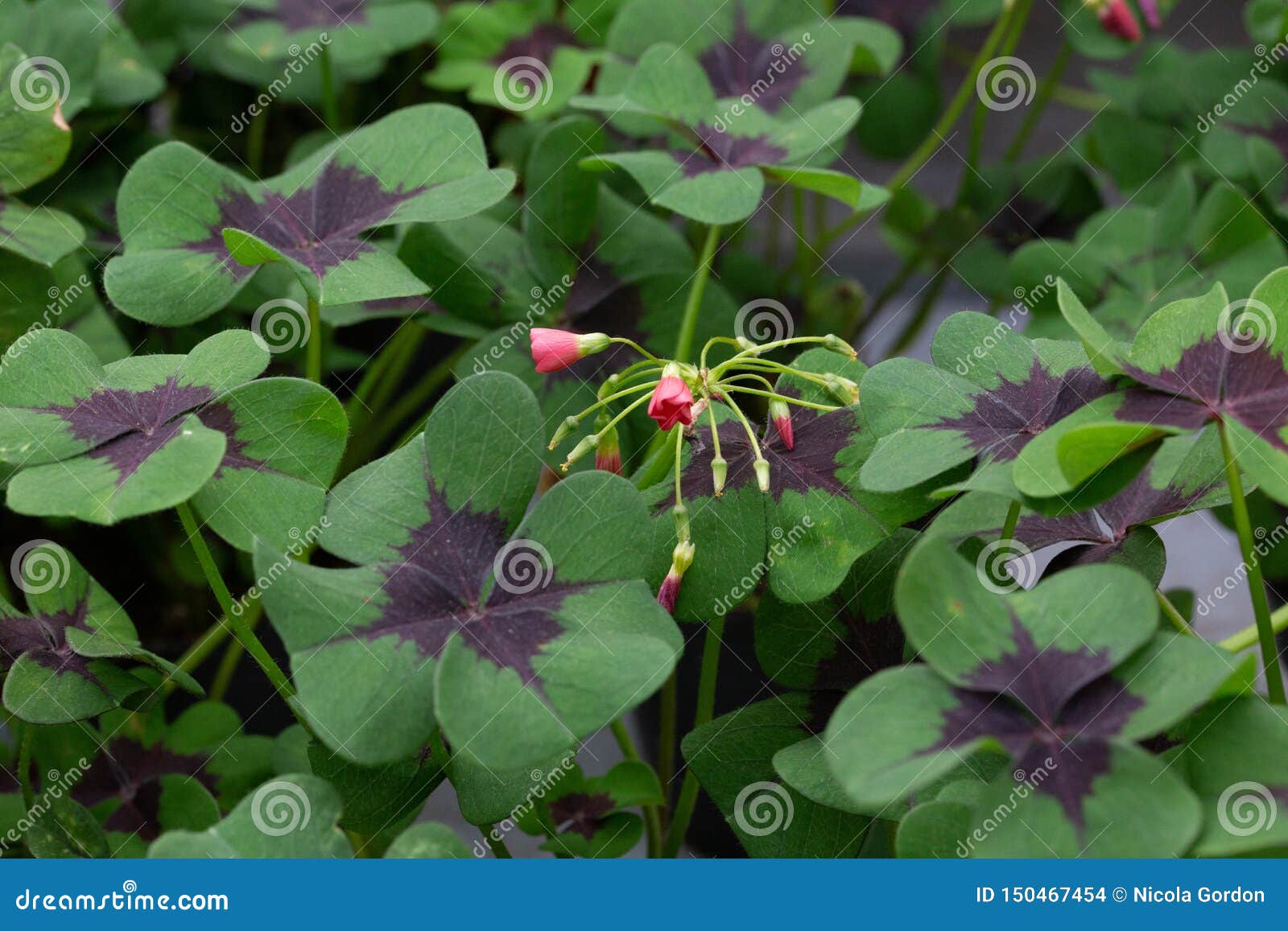 Oxalis plant stock photo. Image of flowers, flowering - 150467454