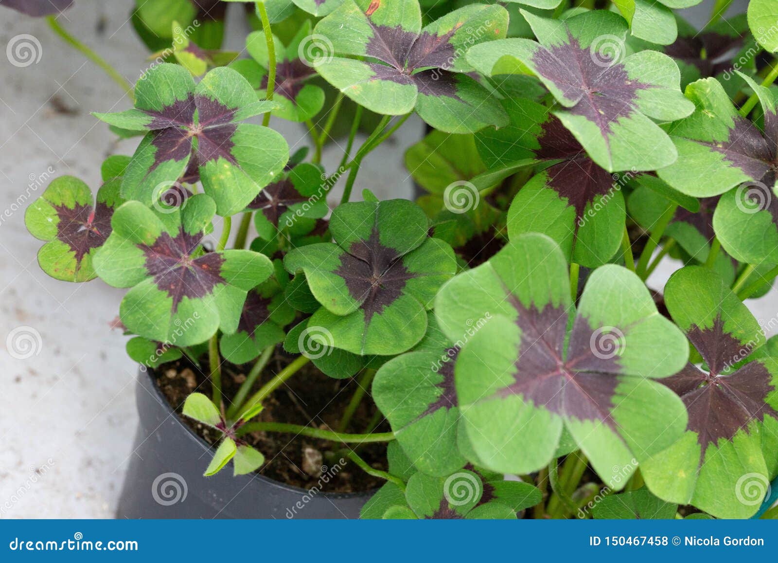 Oxalis plant stock photo. Image of flowering, sorrel - 150467458