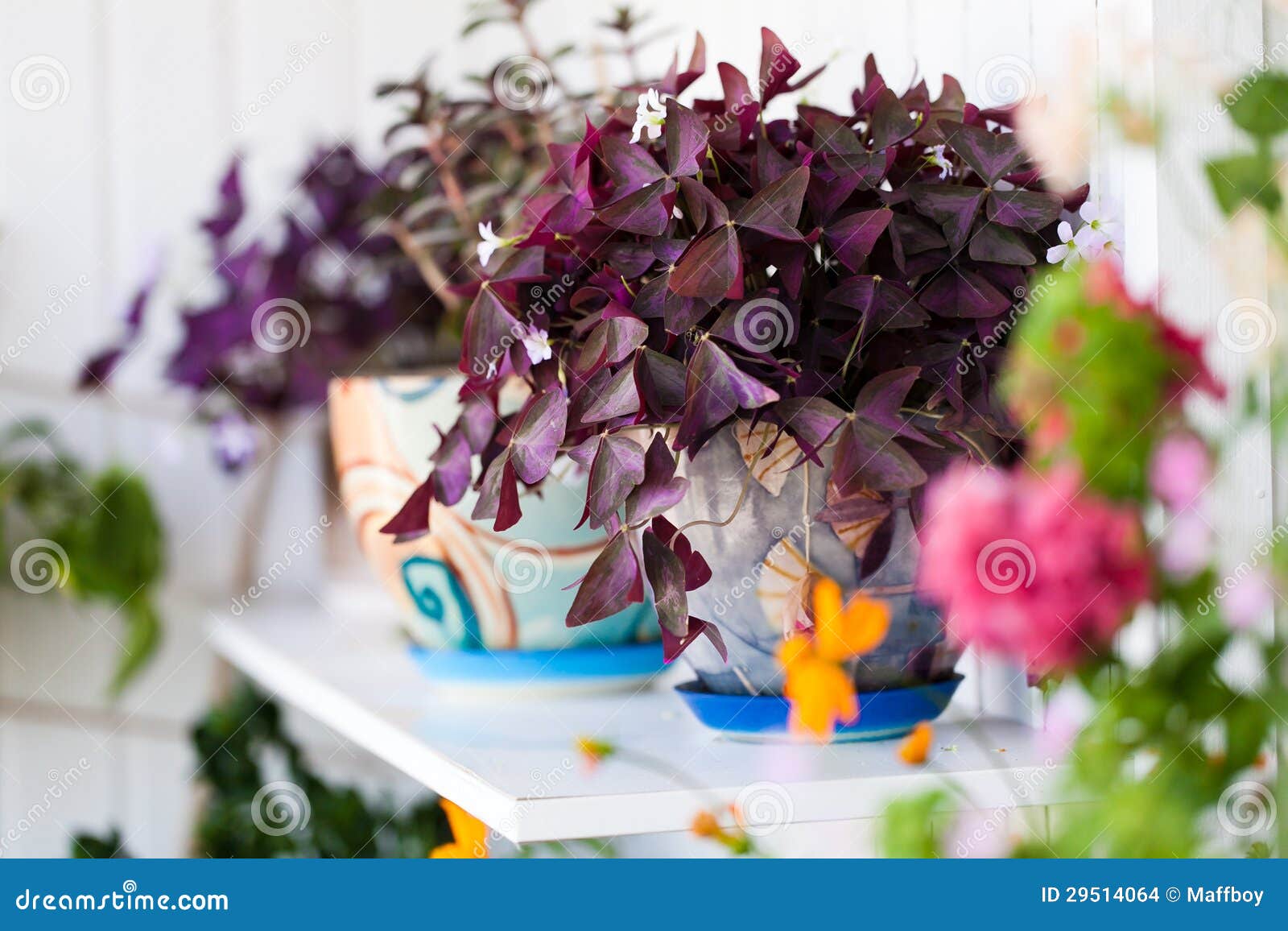 120 Oxalis Triangularis Pot Stock Photos - Free & Royalty-Free Stock ...