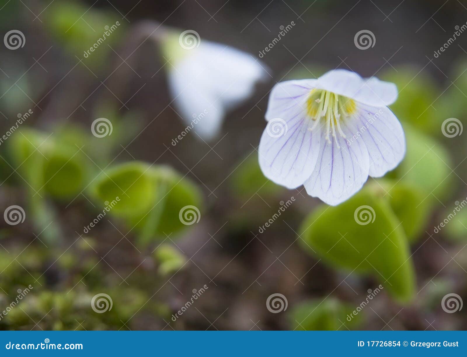 Oxalis acetosella stock photo. Image of food, acetosella - 17726854