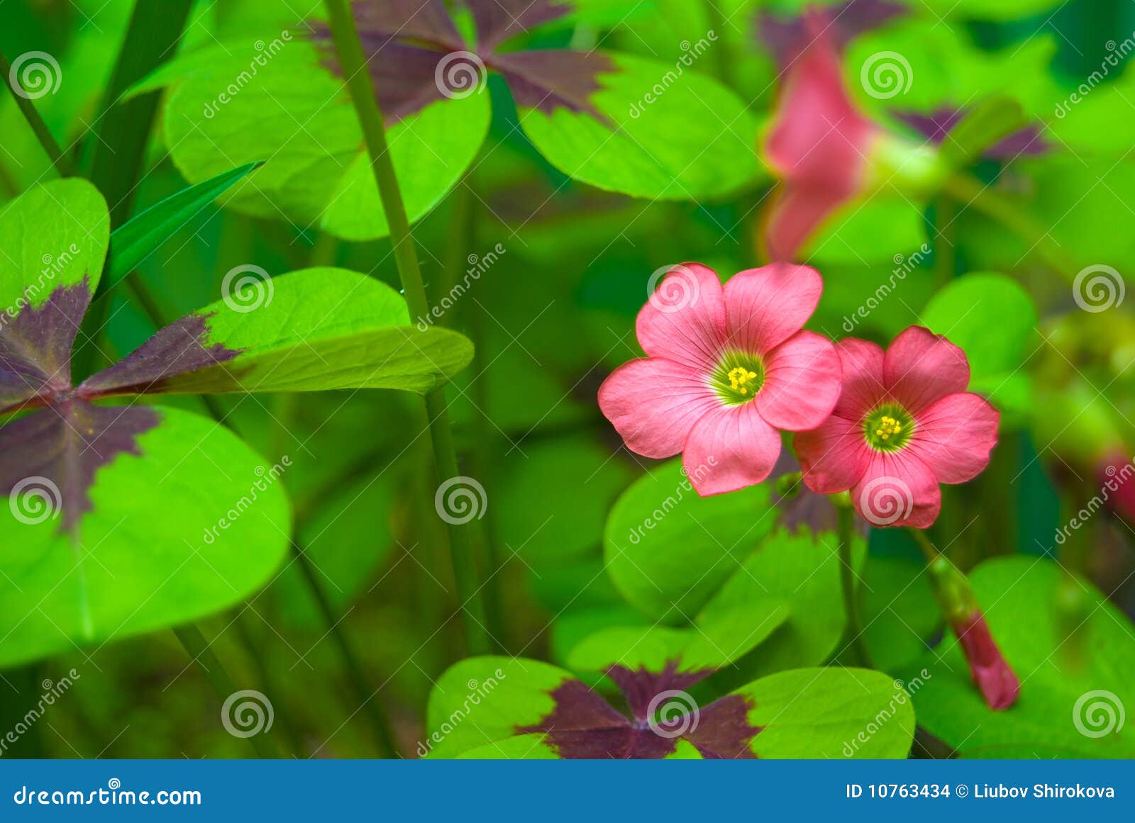 Oxalis deppei stock photo. Image of botany, patric, park - 10763434