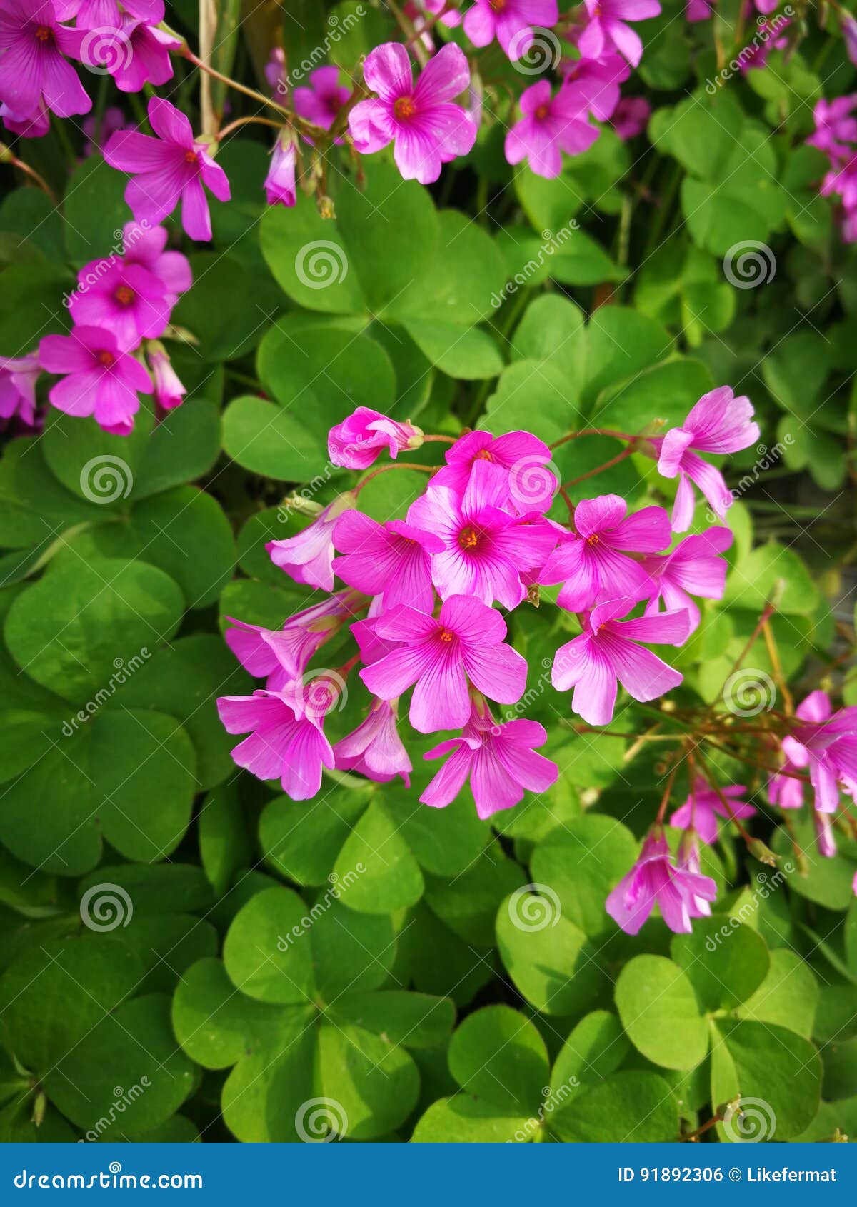 Oxalis stock photo. Image of green, oxalis, flower, leaves - 91892306