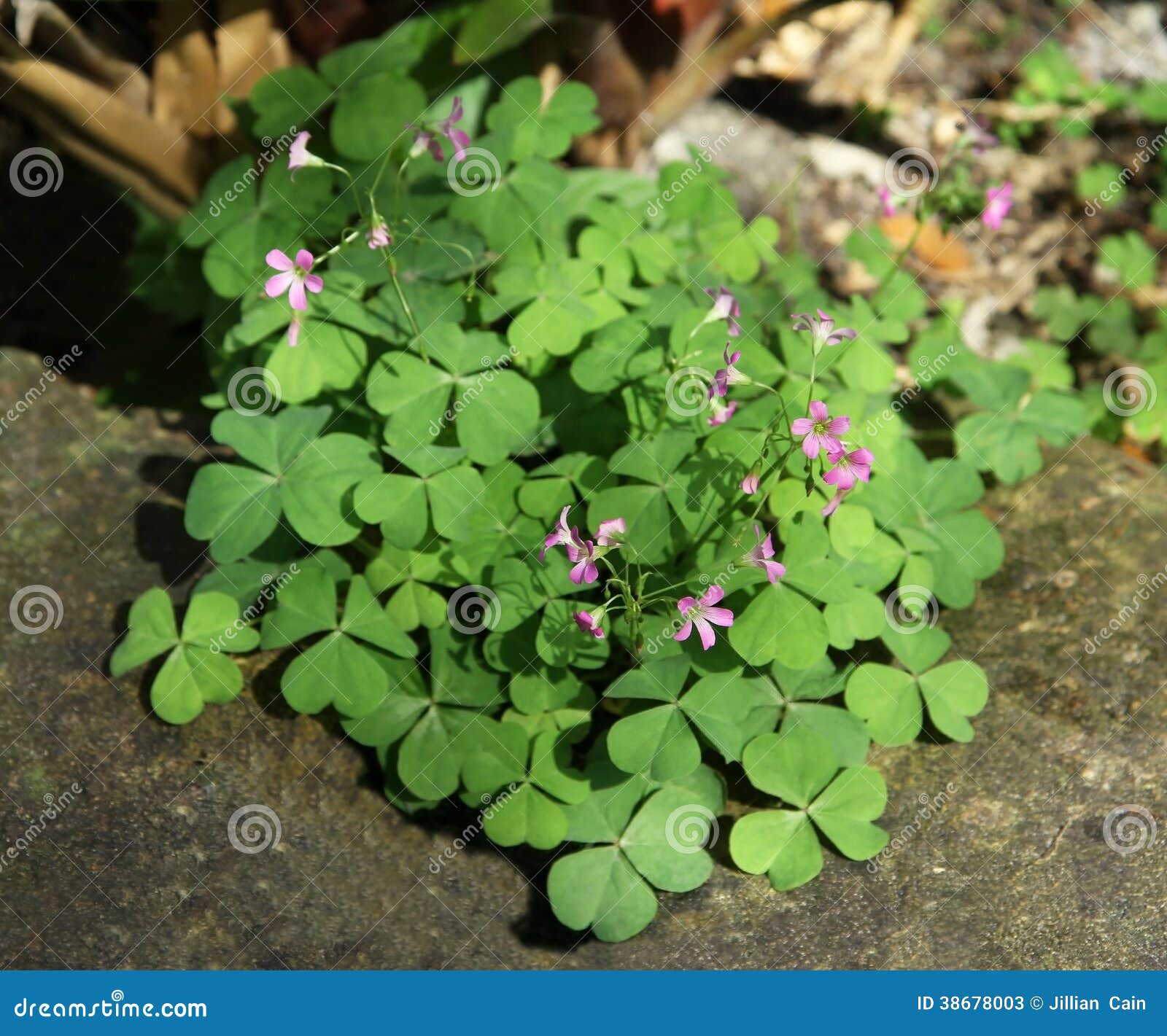 Oxalis plant stock image. Image of oxalidaceae, foliage - 38678003