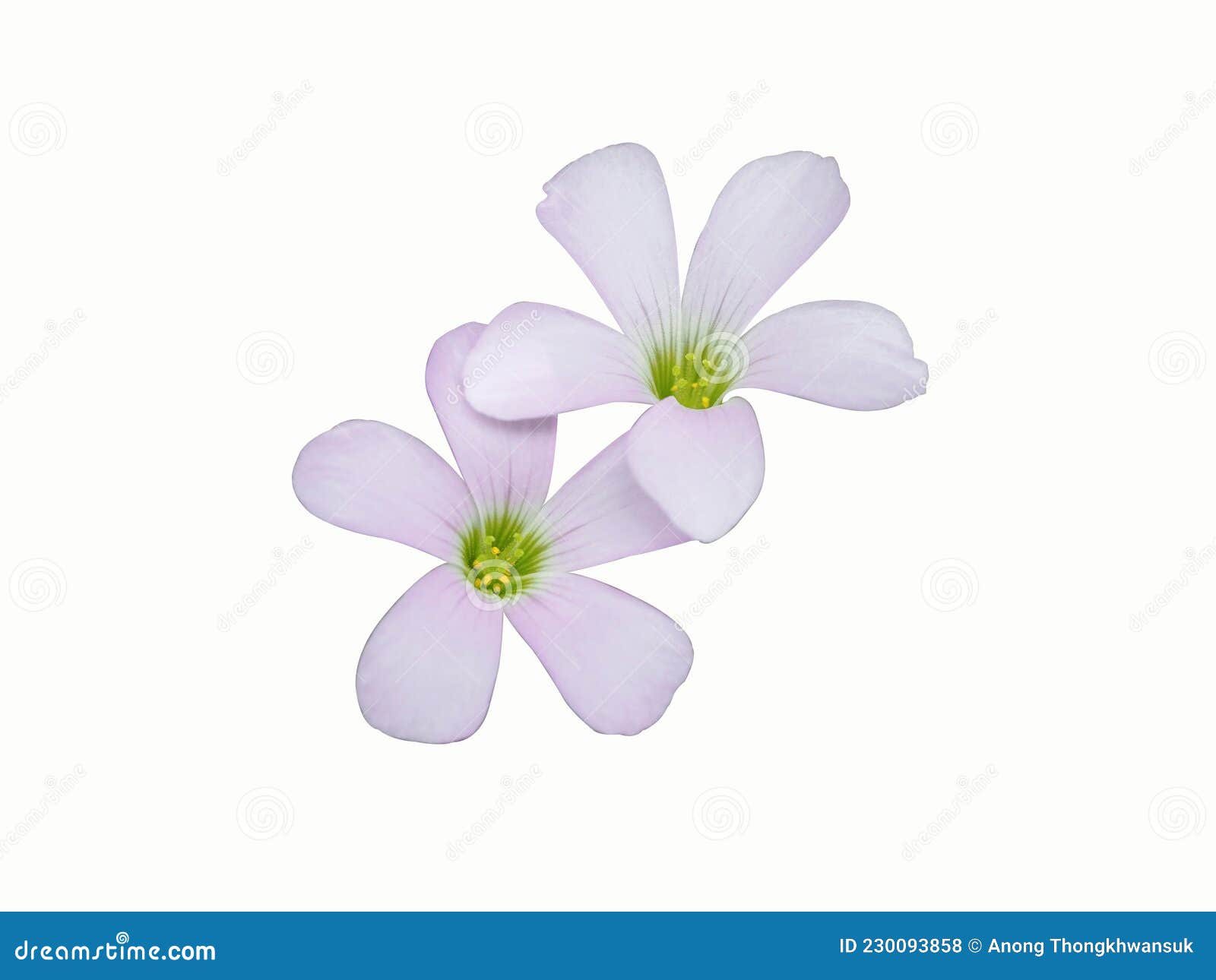 Oxalis Purpurea Blume Oxalis Triangularis Stockfoto - Bild von frische ...