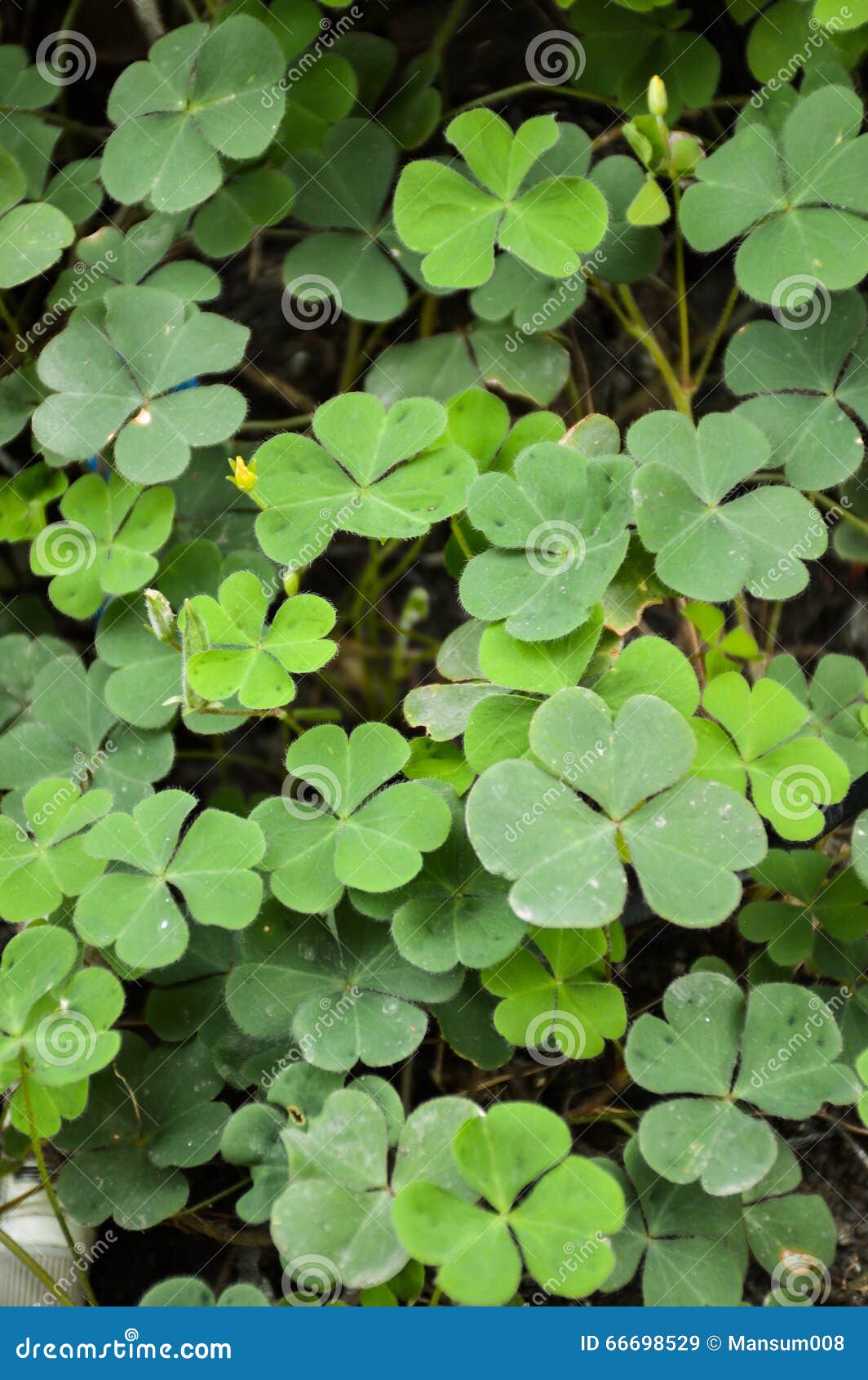 Oxalis tree in garden stock image. Image of four, leaves - 66698529