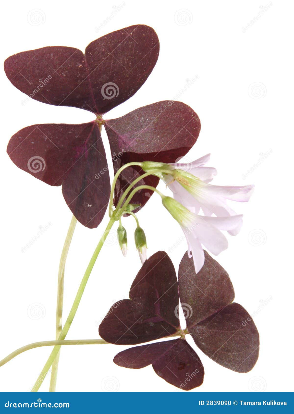 Oxalis triangularis stock photo. Image of shamrock, leaves - 2839090