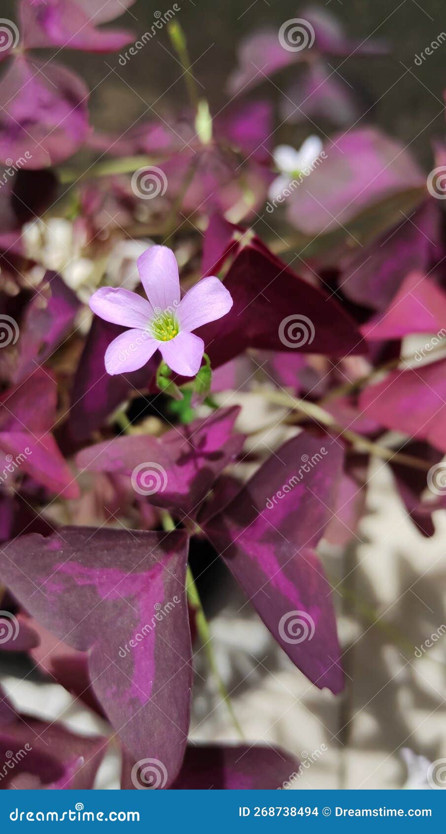 Oxalis Triangularis Also Known As Purple Shamrock Stock Photo - Image ...