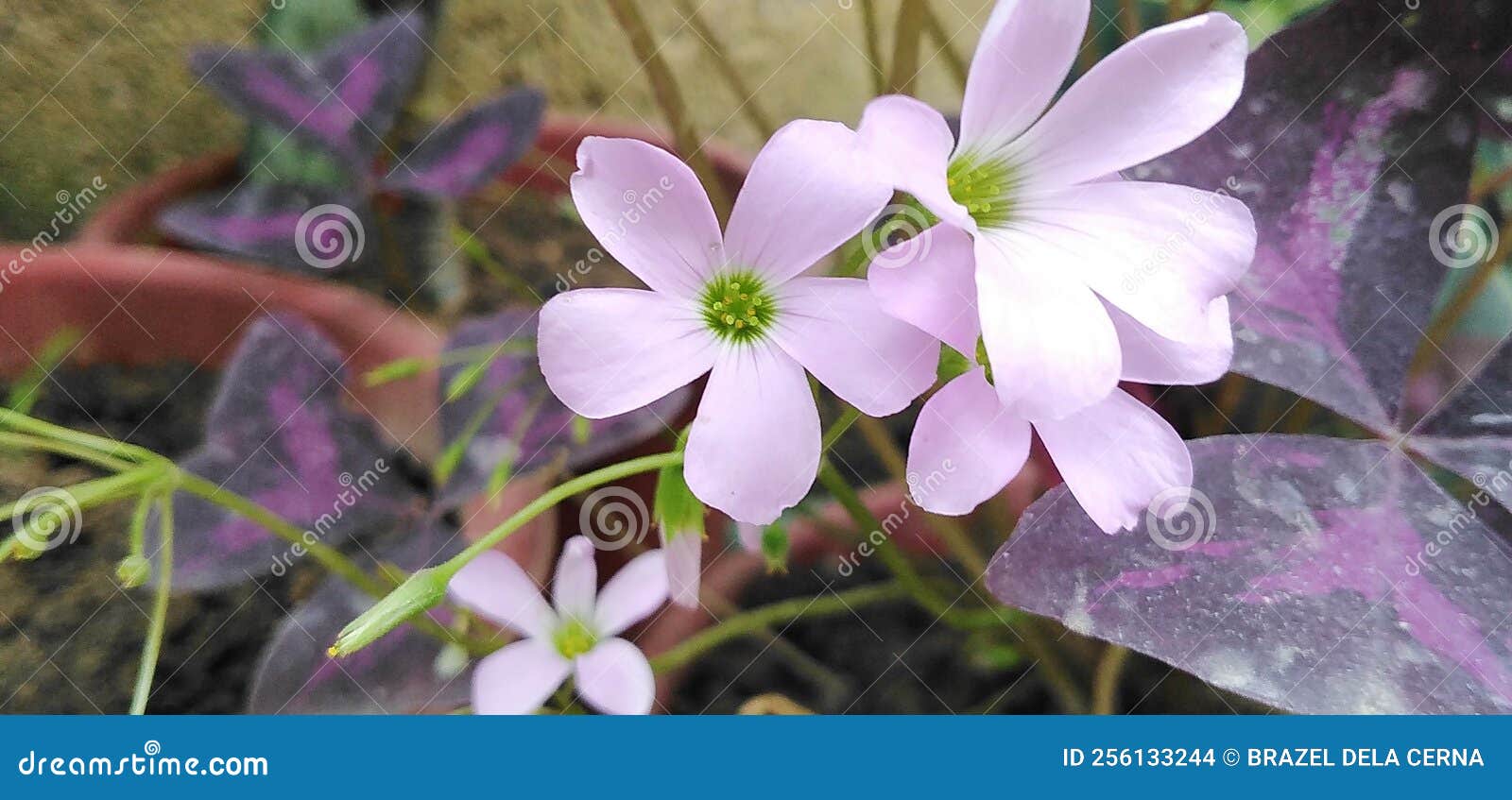 Oxalis Triangularis Con Flor Rosa Blanca Y Verde Color En El Centro ...