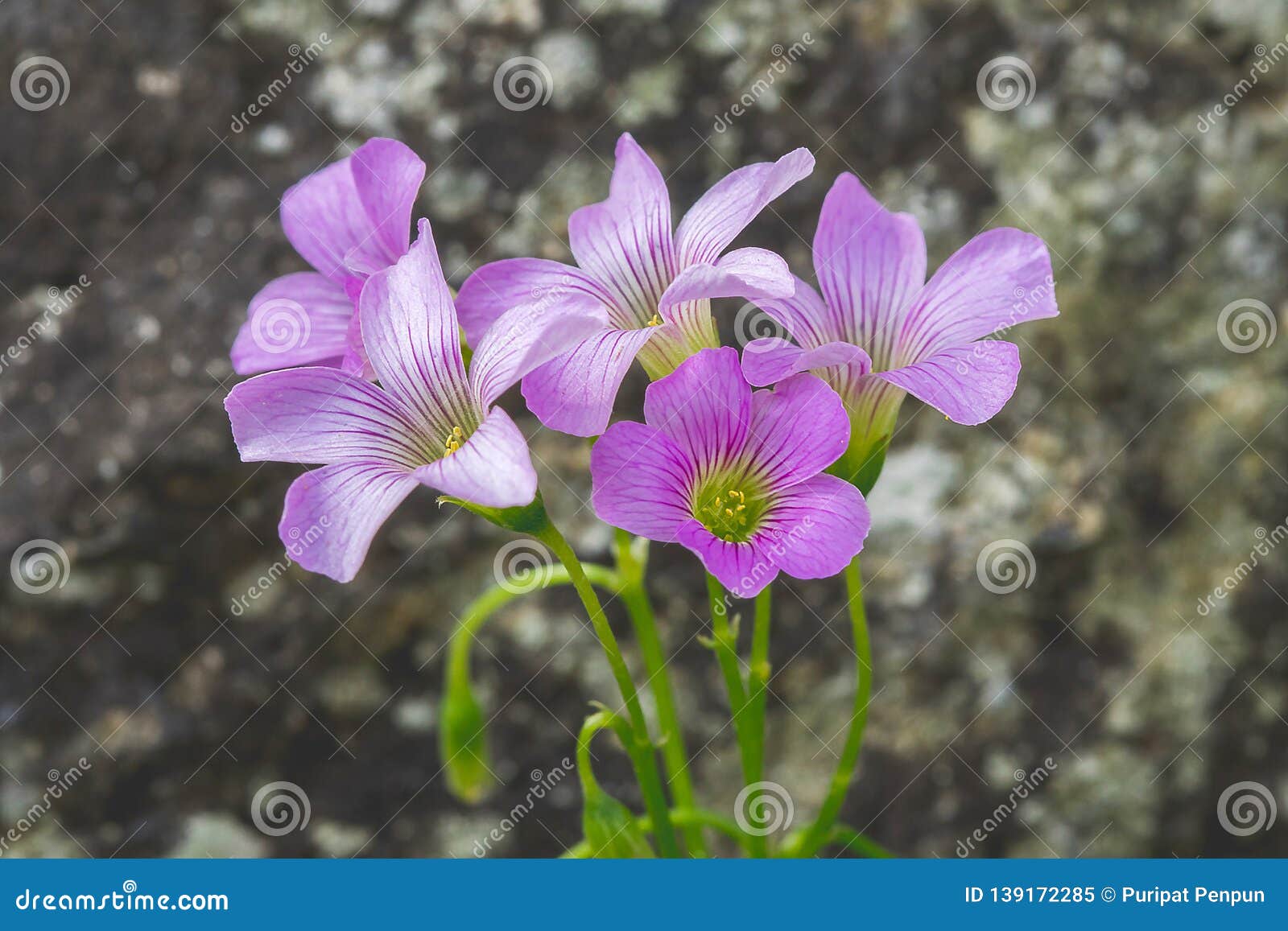 Oxalis Triangularis in Nature are Blooming Stock Image - Image of color ...