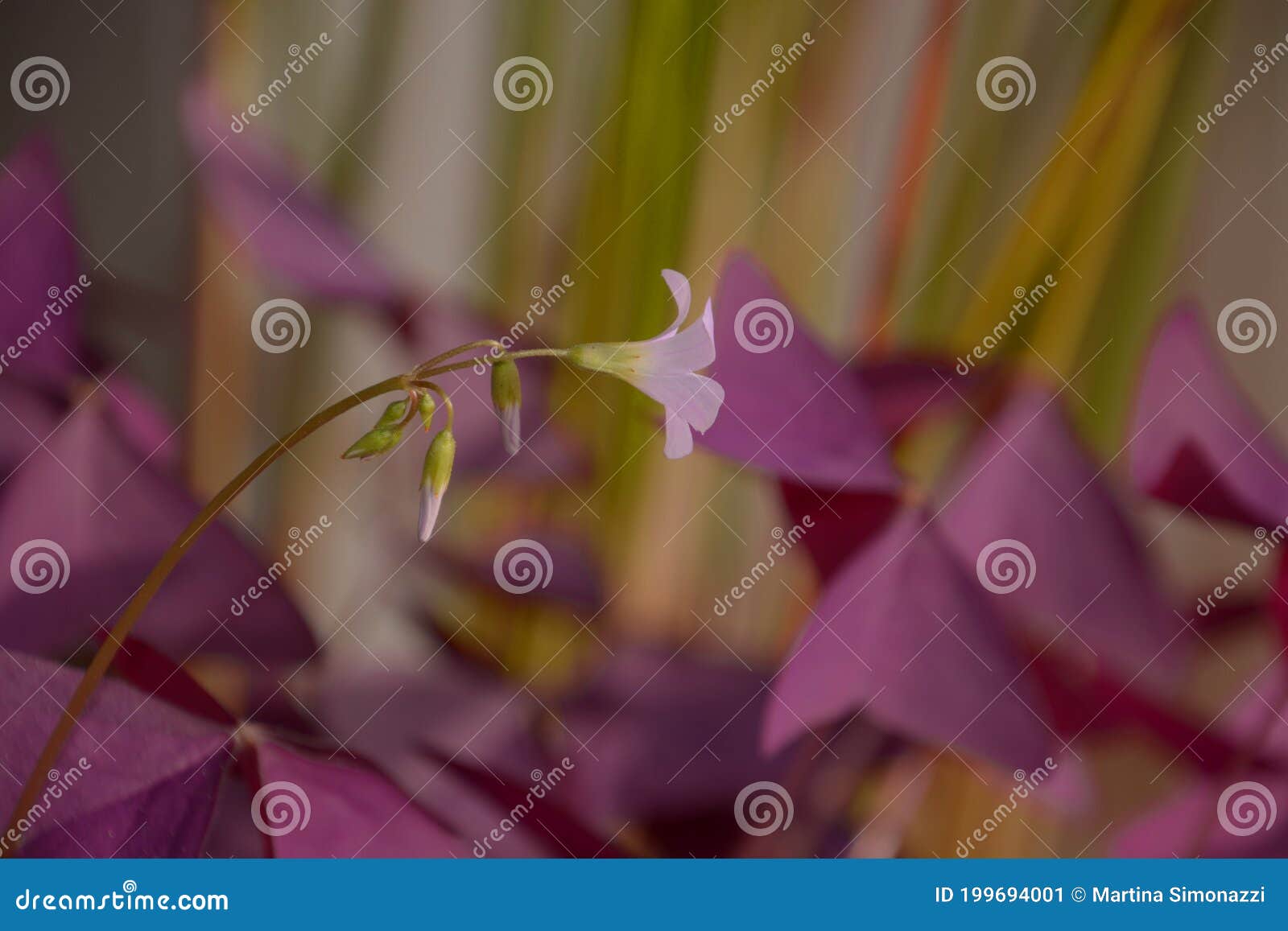Oxalis Triangularis Pink Flowers in Focus in Front of Defocused ...
