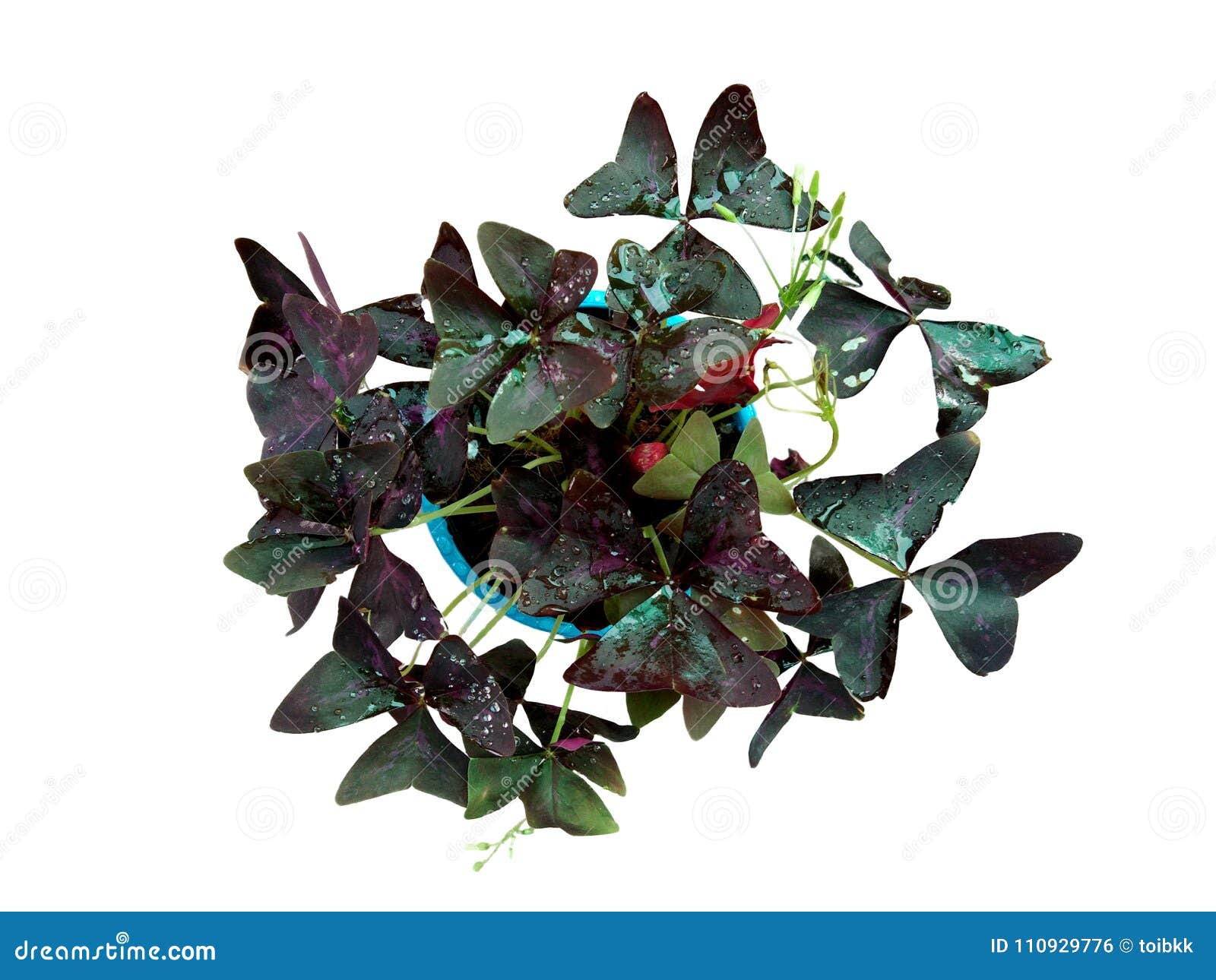 Oxalis Triangularis Plant, Night Butterfly Plant Stock Photo - Image of ...