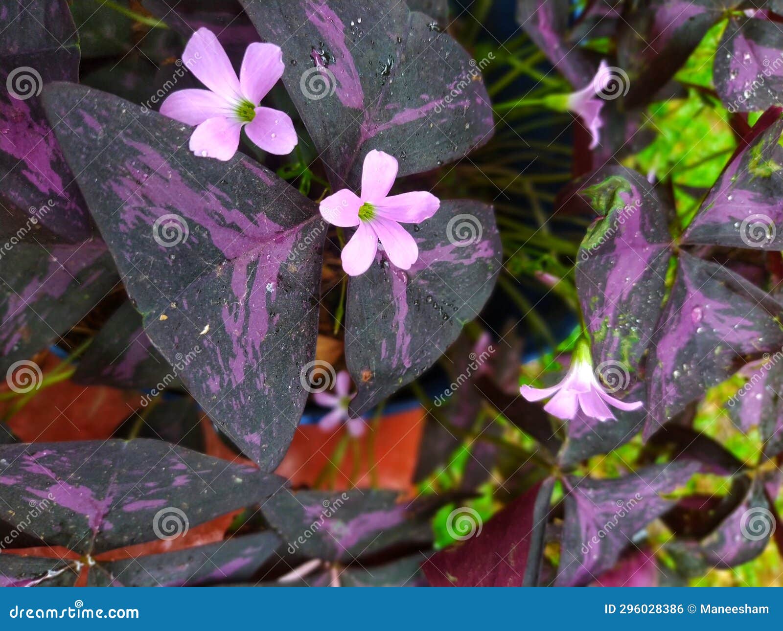 Oxalis Triangularis Plant Sri Lanka Stock Photo - Image of oxalis ...