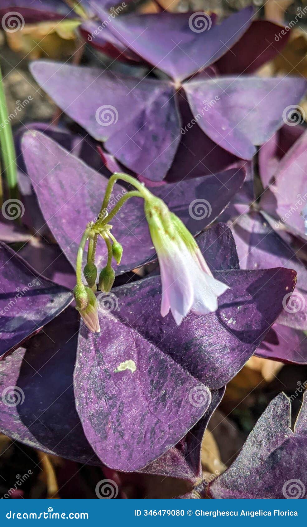 Oxalis Triangularis Flower Background That Grows In The Plantation Area ...